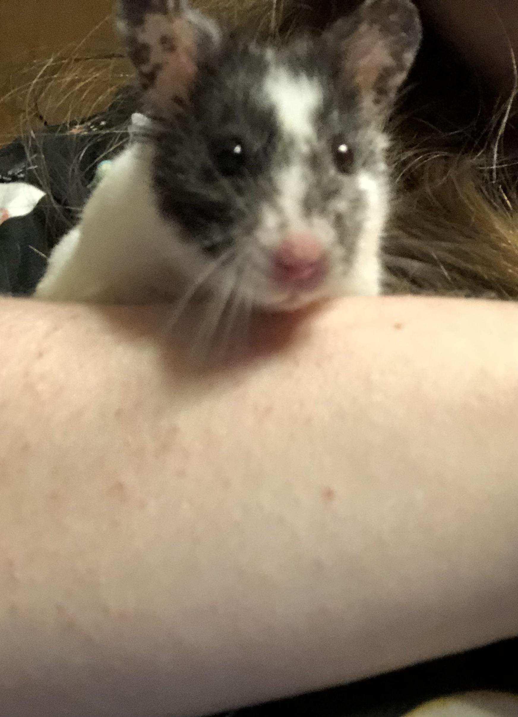 (OC) My Baby Boy, Casper 💕 | Scrolller