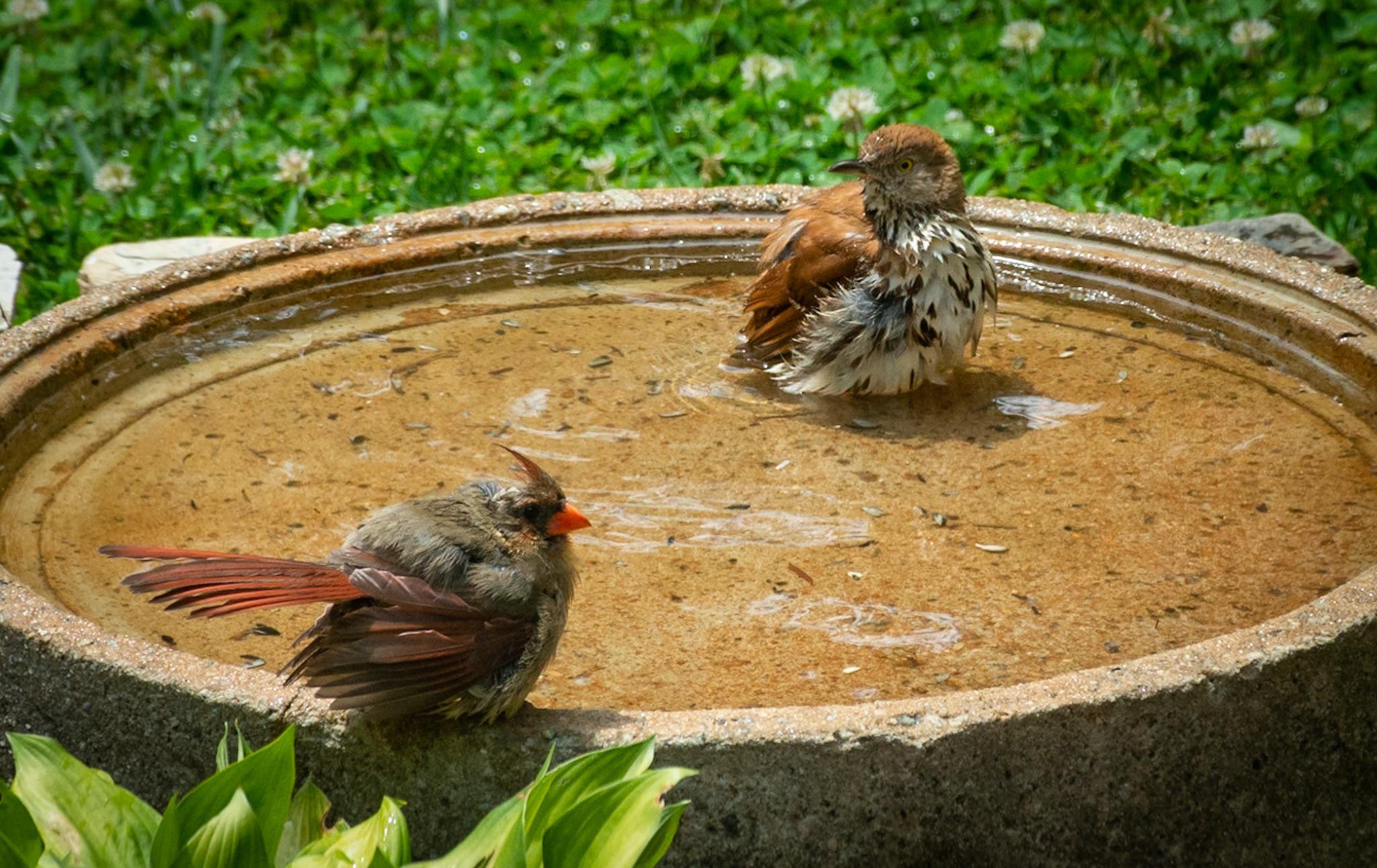 Wood Thrush and Cardinal in the bird bath | Scrolller