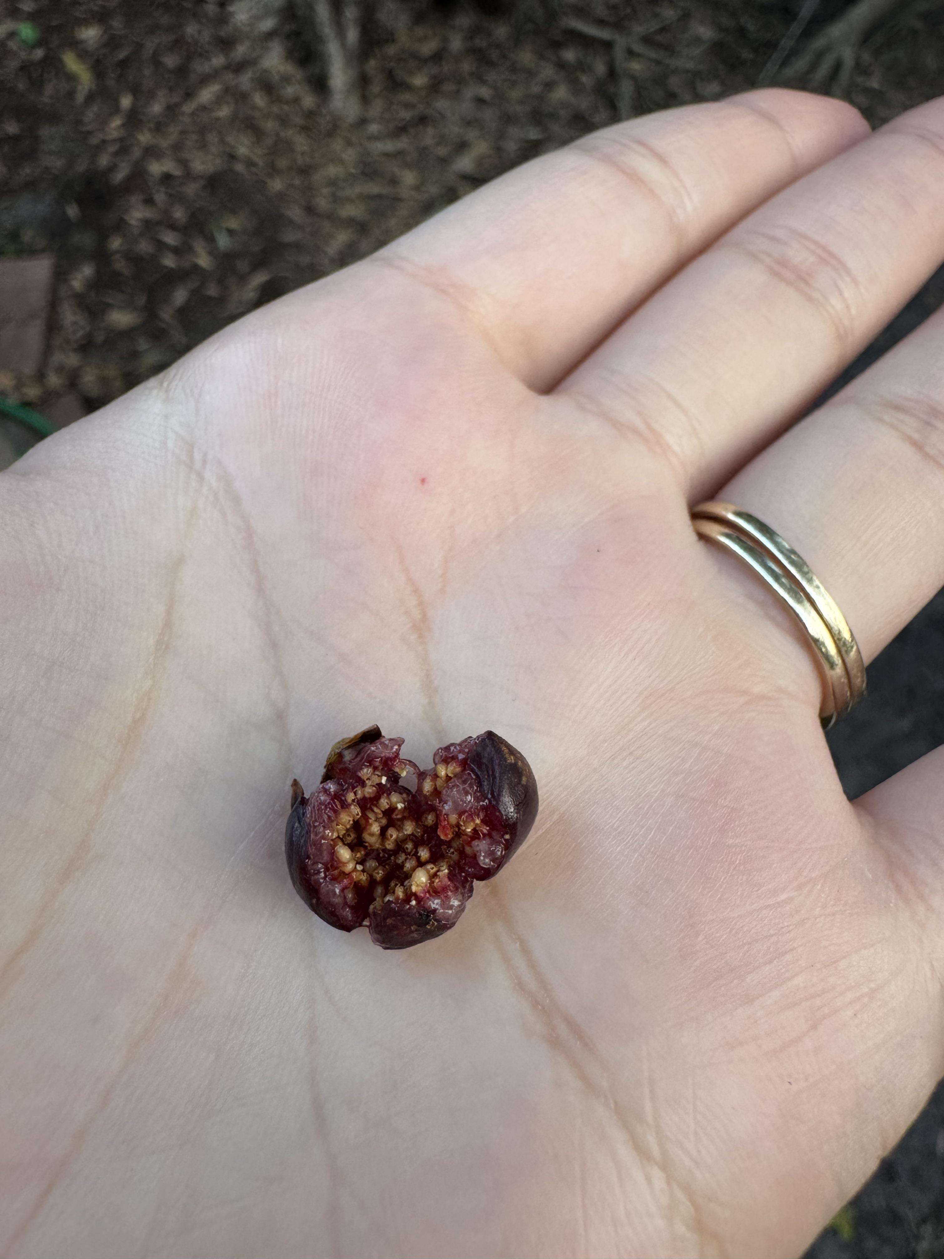 What are these berries? | Scrolller