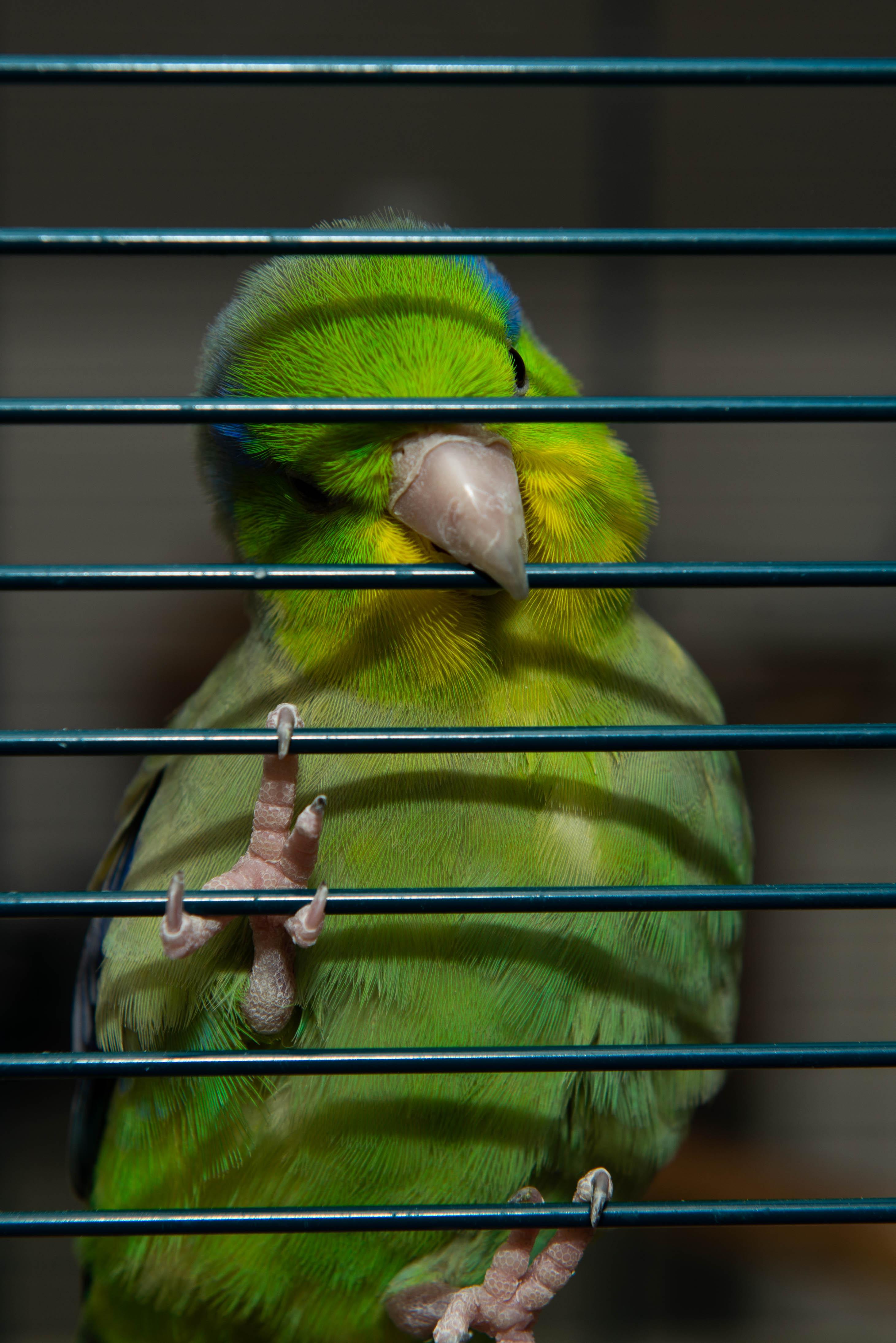 Wanted to take some high-quality images of my birds | Scrolller