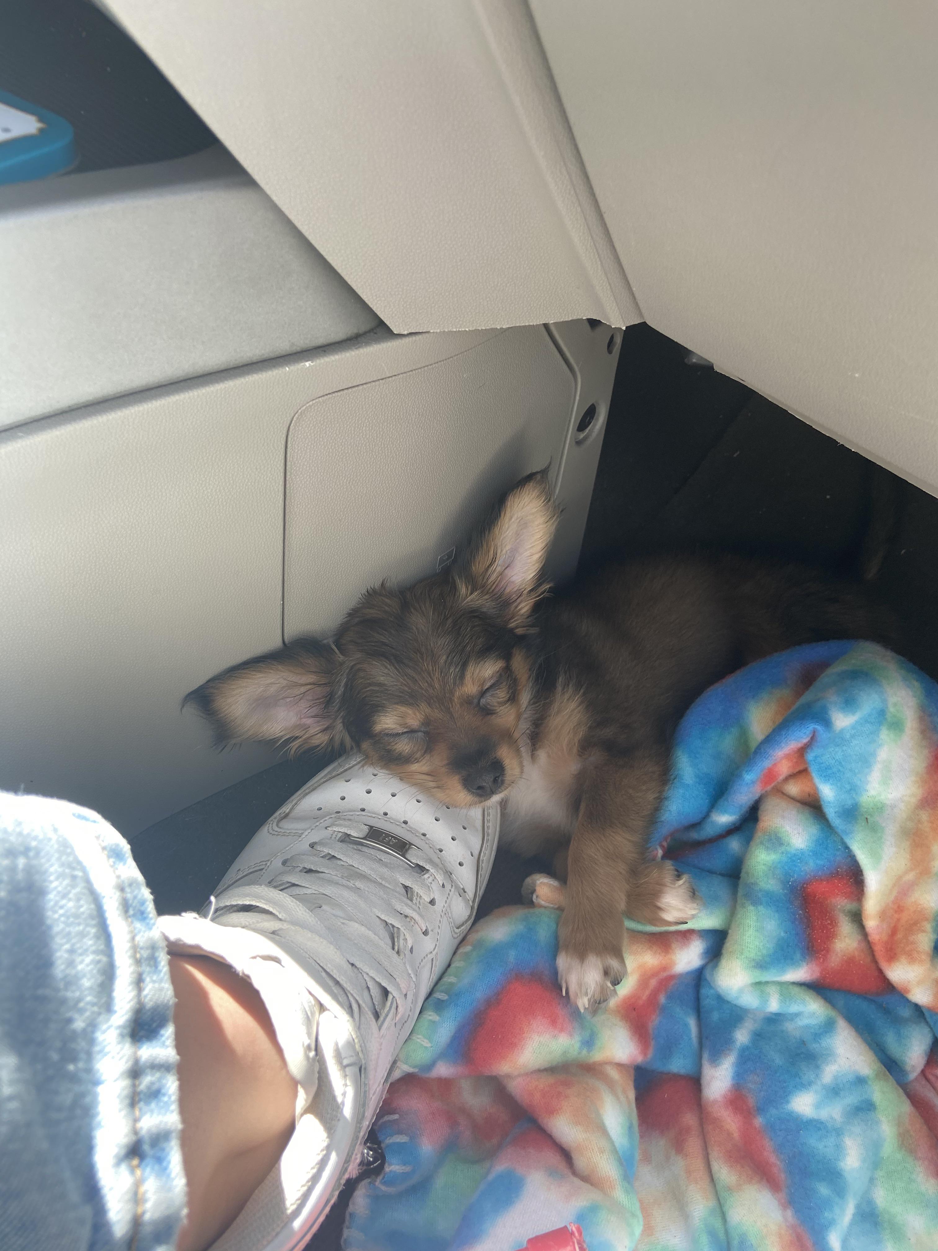 Meet Teddy | Scrolller