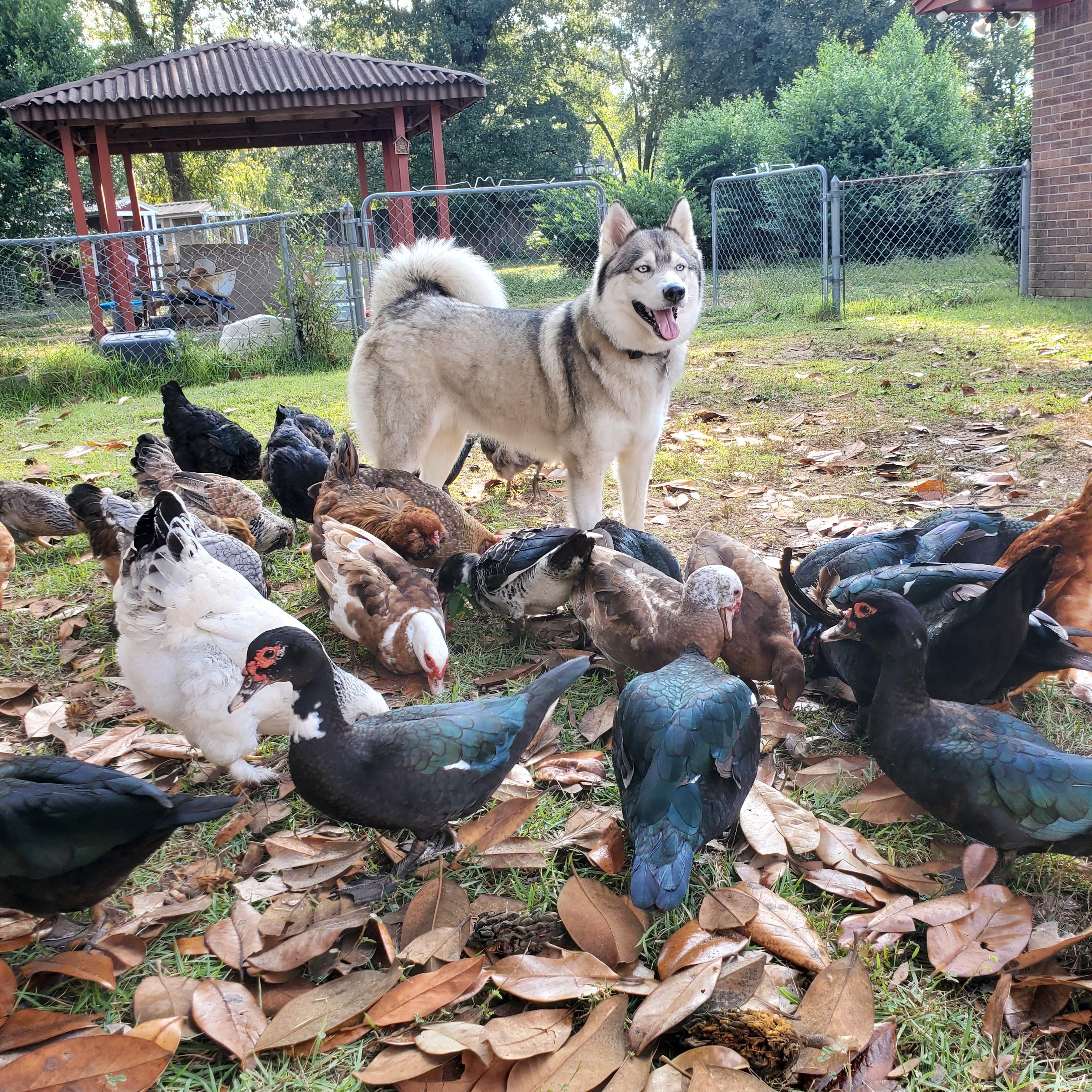 Buddy Love and his birds | Scrolller