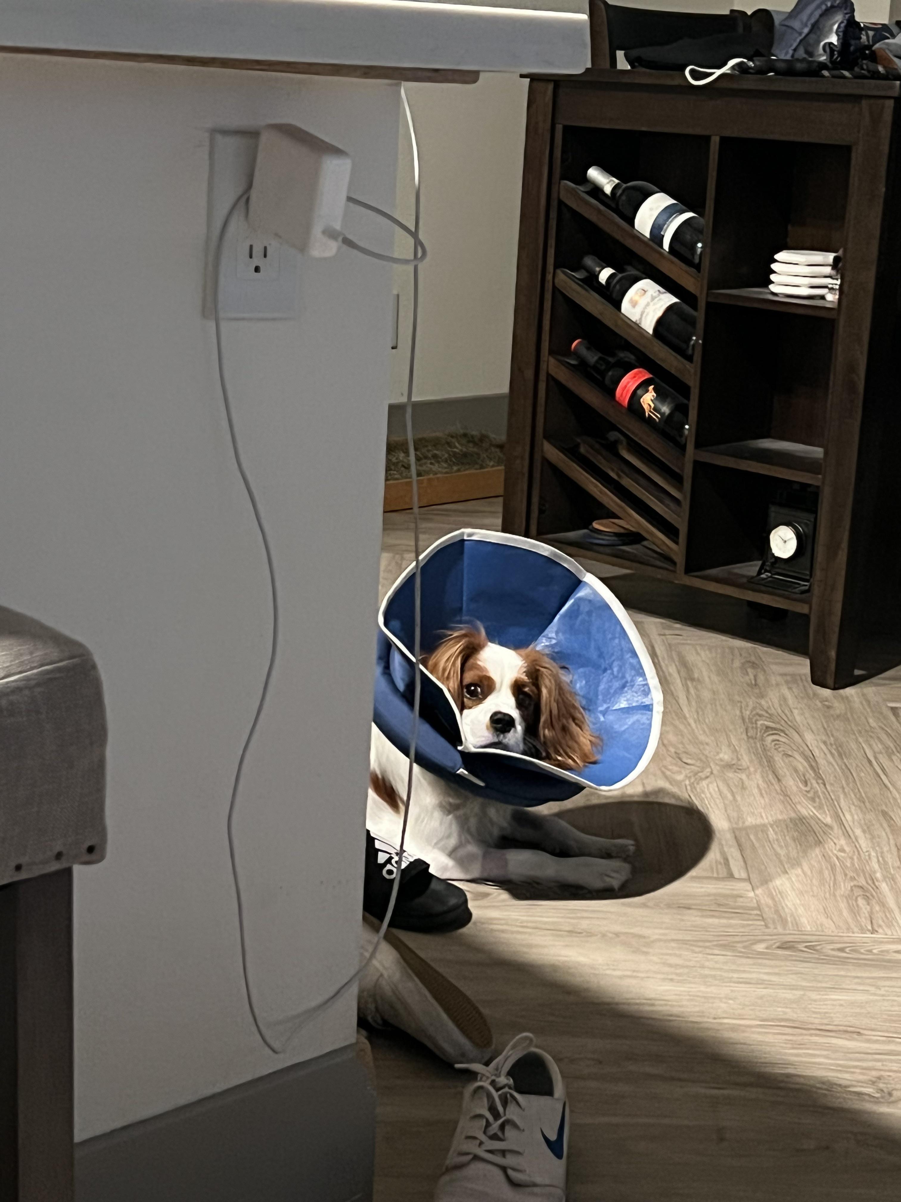 [OC] My boy got neutered and now he looks like a satellite boy staring off into space | Scrolller