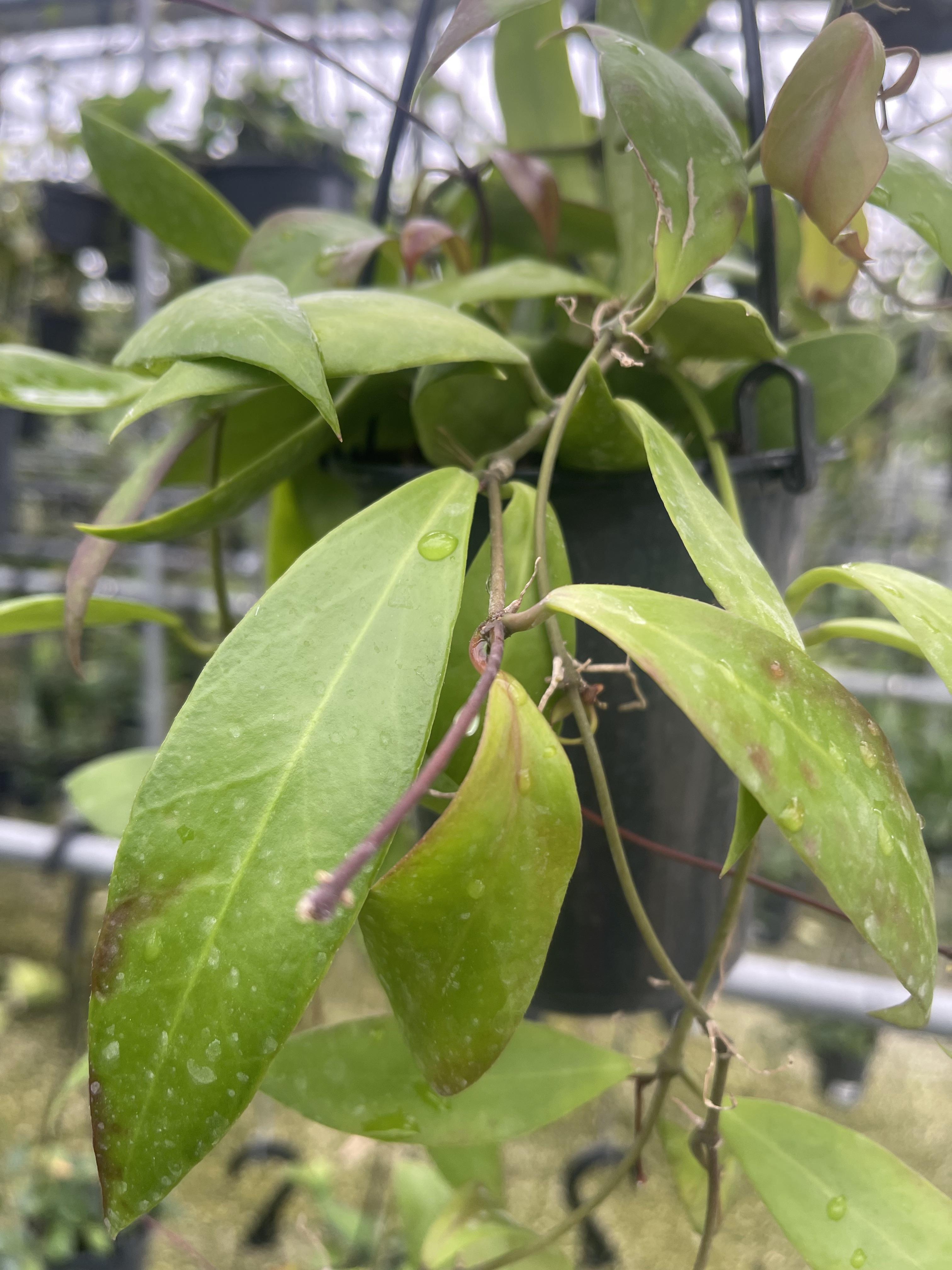 I have no clue what Hoya this is? | Scrolller