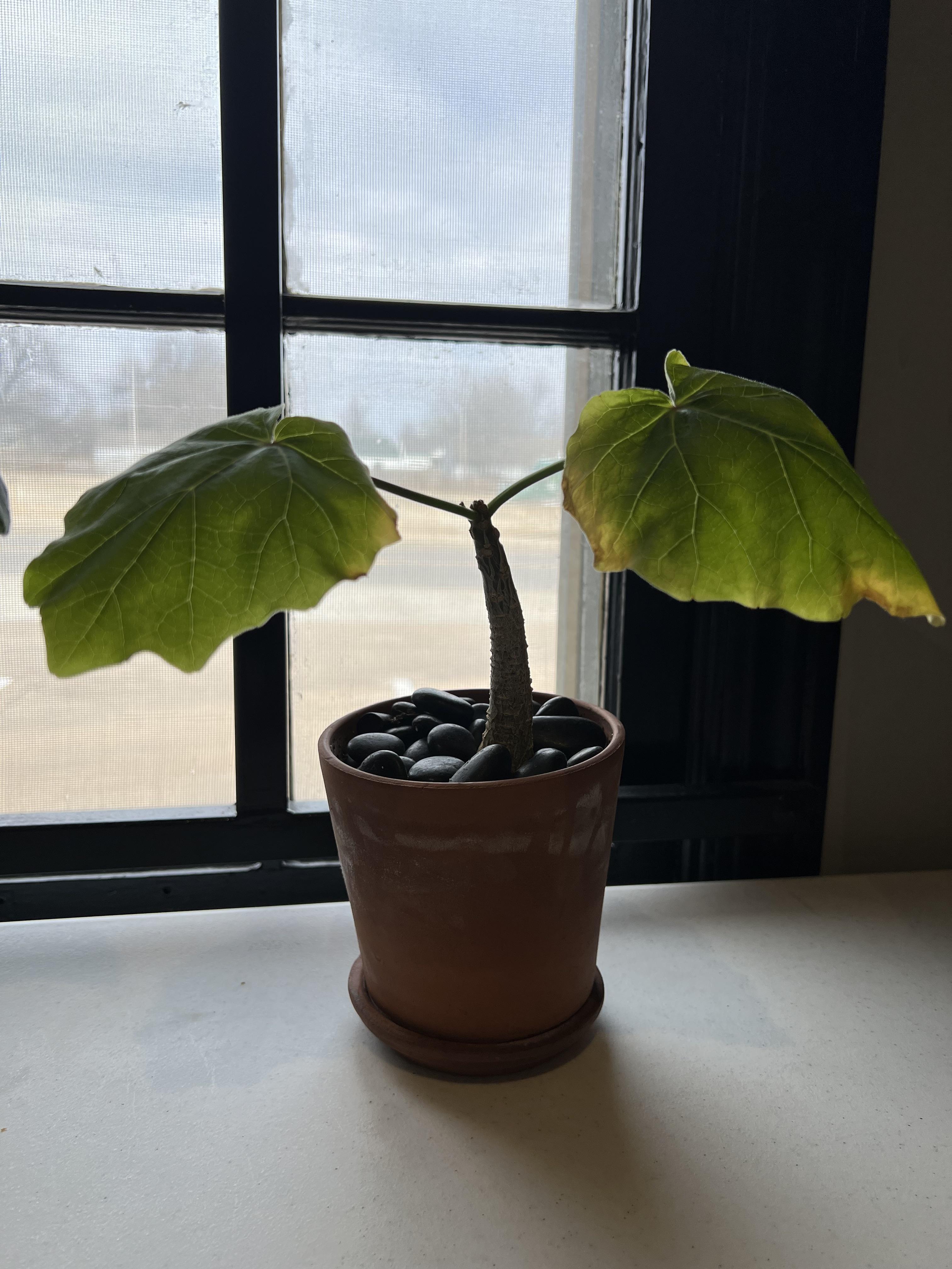 Discover more like Plants: Can anyone help identify and offer tips to care for this plant? and ...
