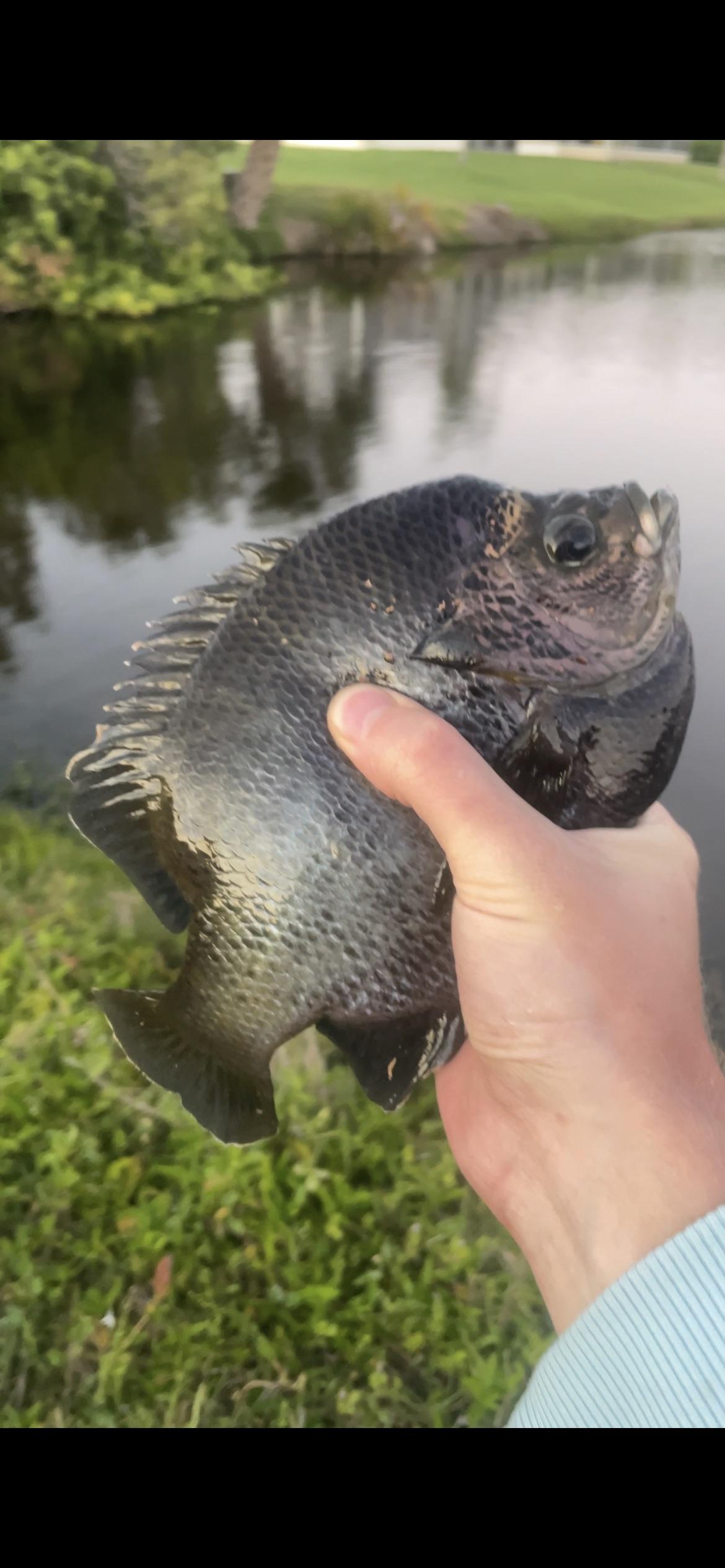 Identify Species | Scrolller