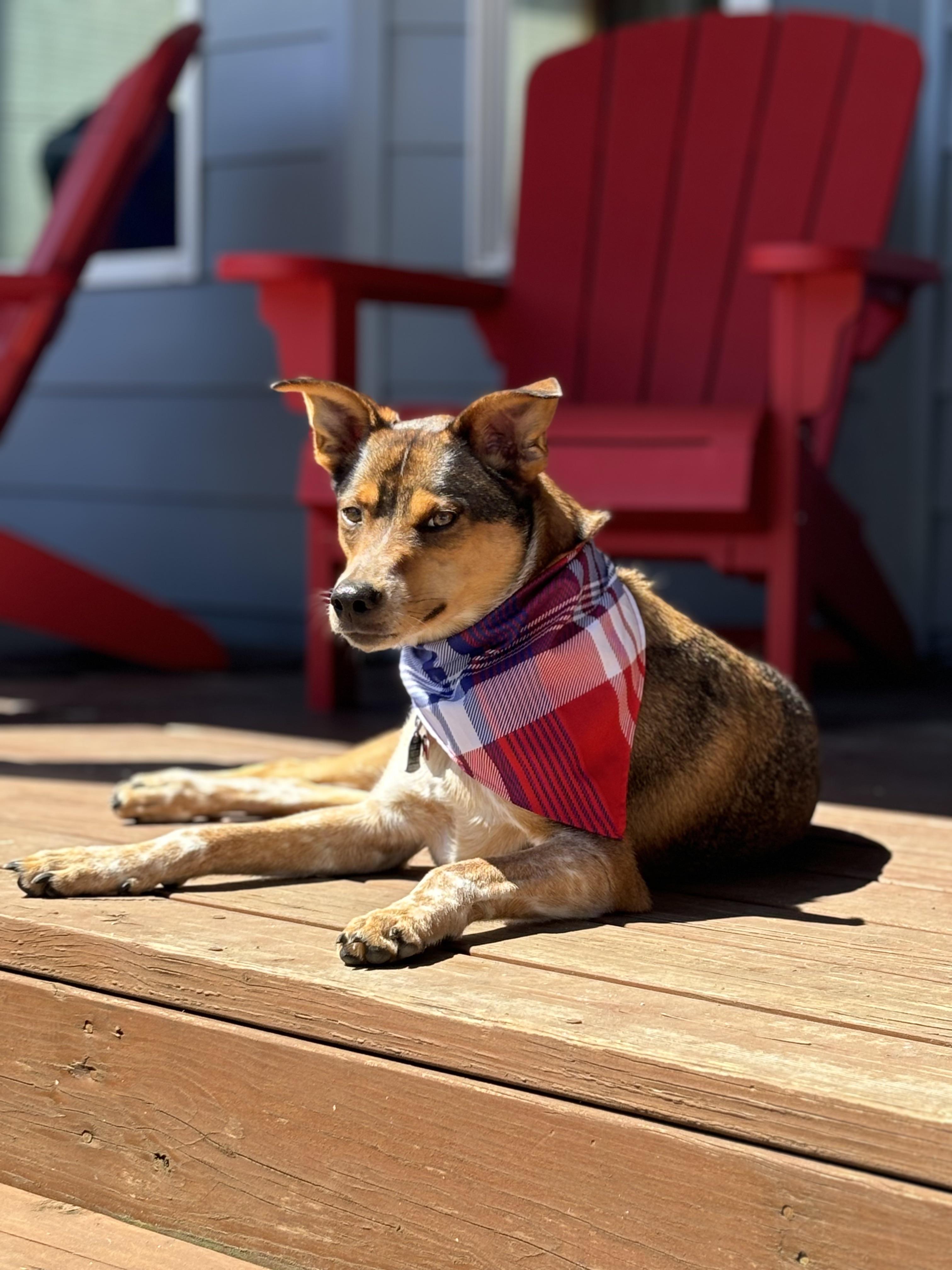 Dobby looking his best for the 4th of July | Scrolller