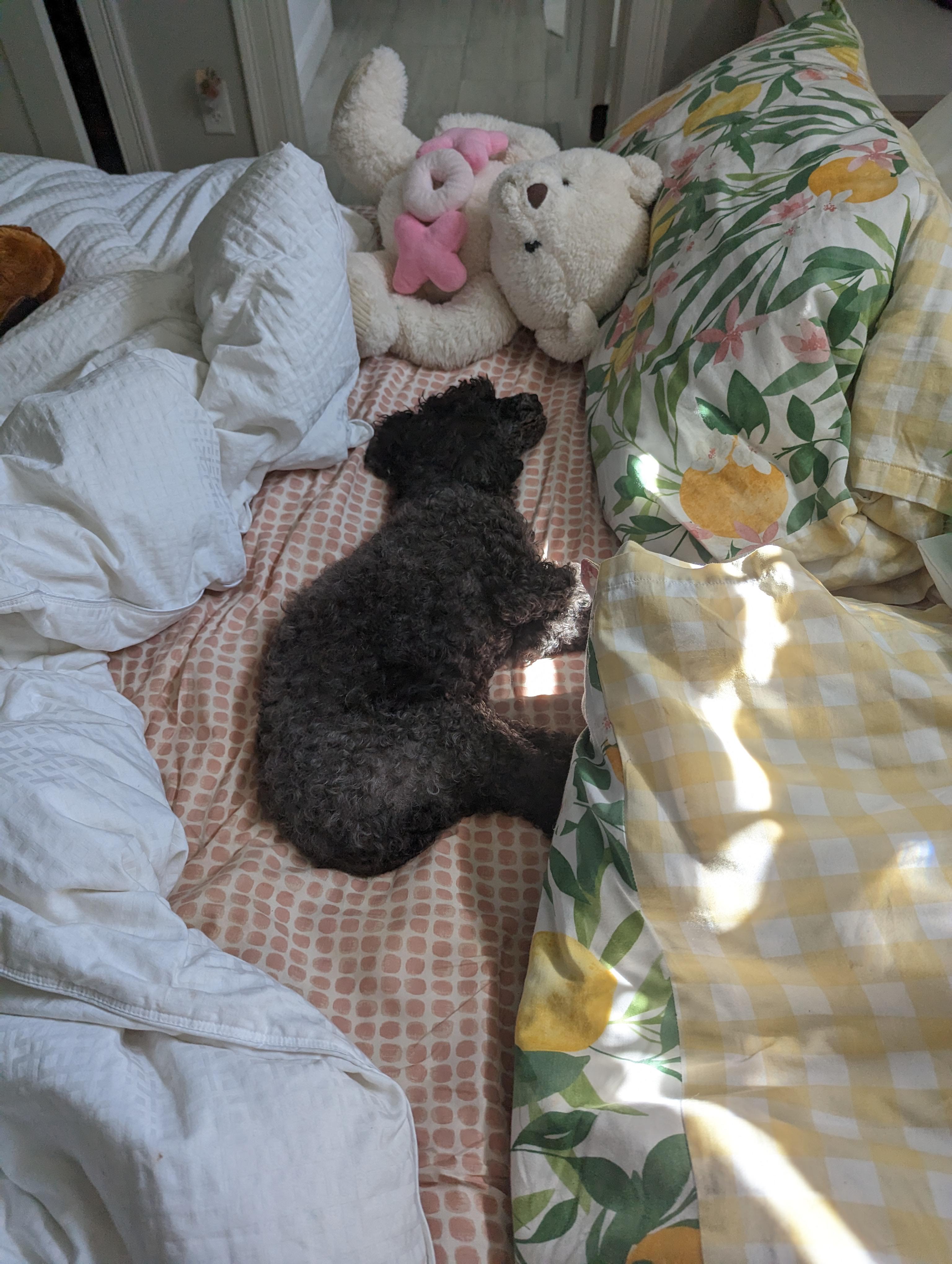 Meet Sophia Fiona 🩷👑 | Scrolller