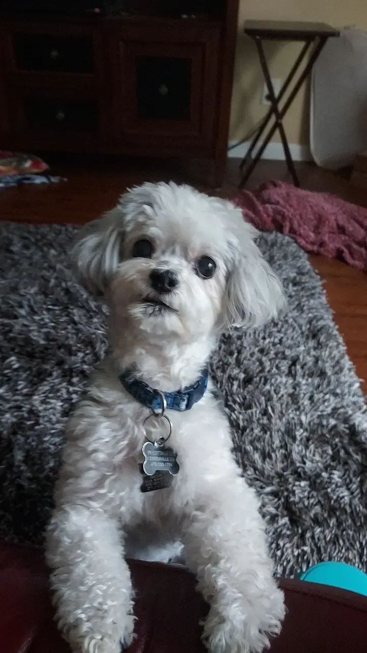 My late oreo | Scrolller