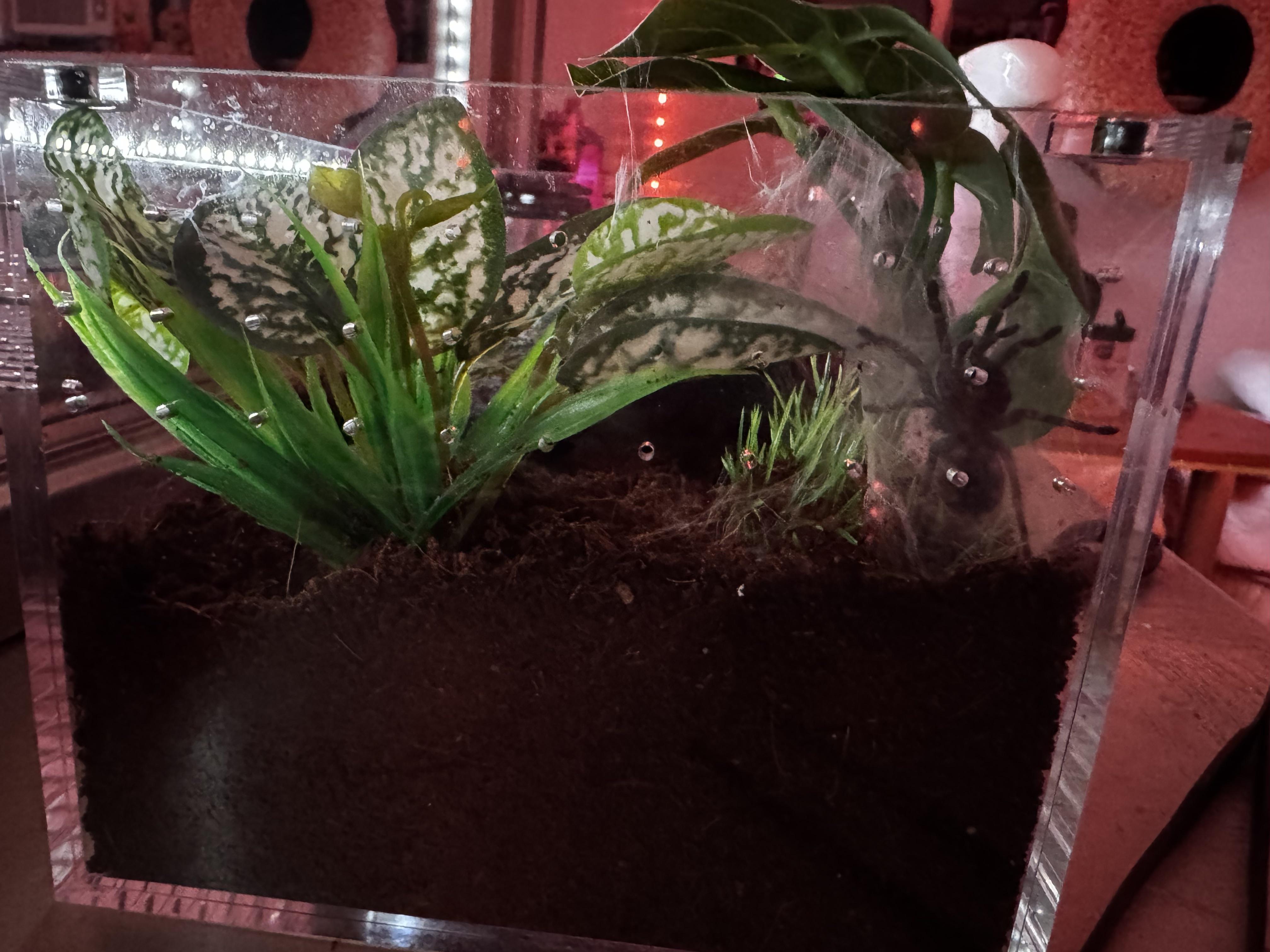 Is this enclosure setup okay for my GBB? | Scrolller