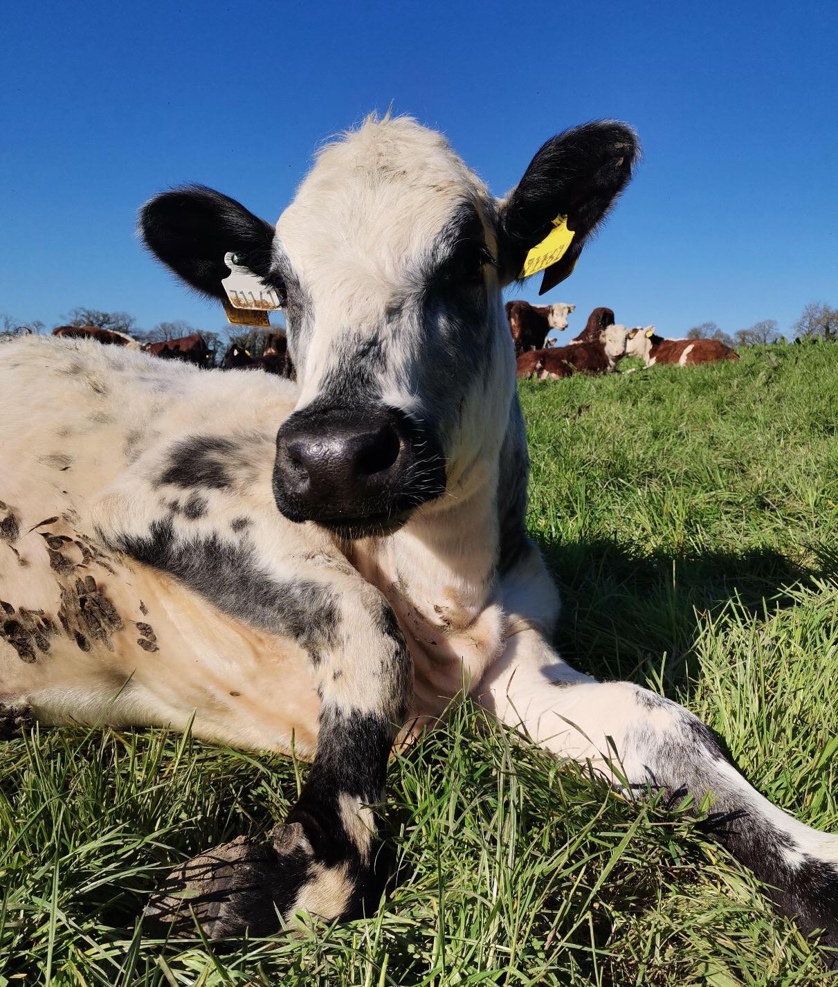 Marble was really enjoying the sunshine | Scrolller