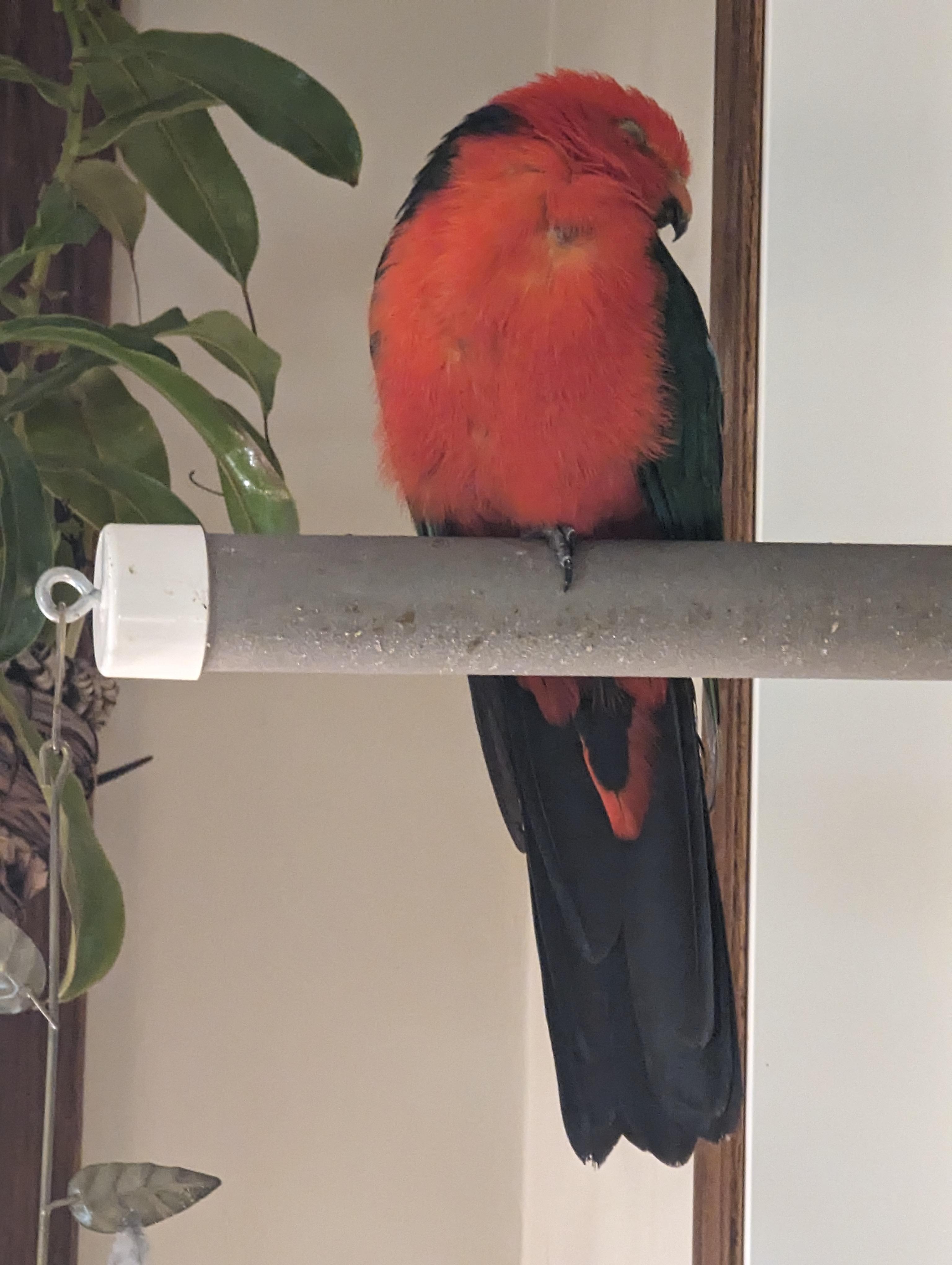 Napping in his happy place | Scrolller