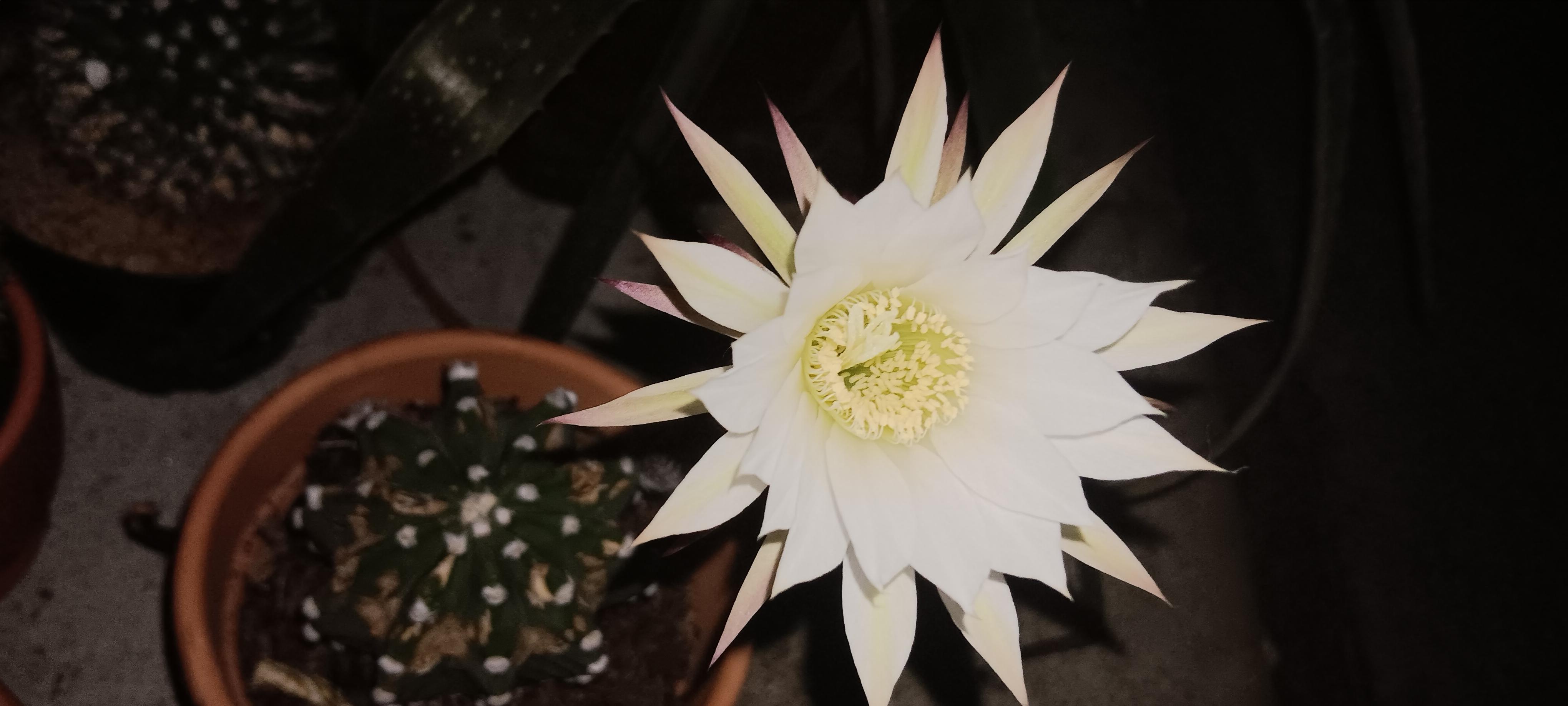 Two blooms early this morning! | Scrolller