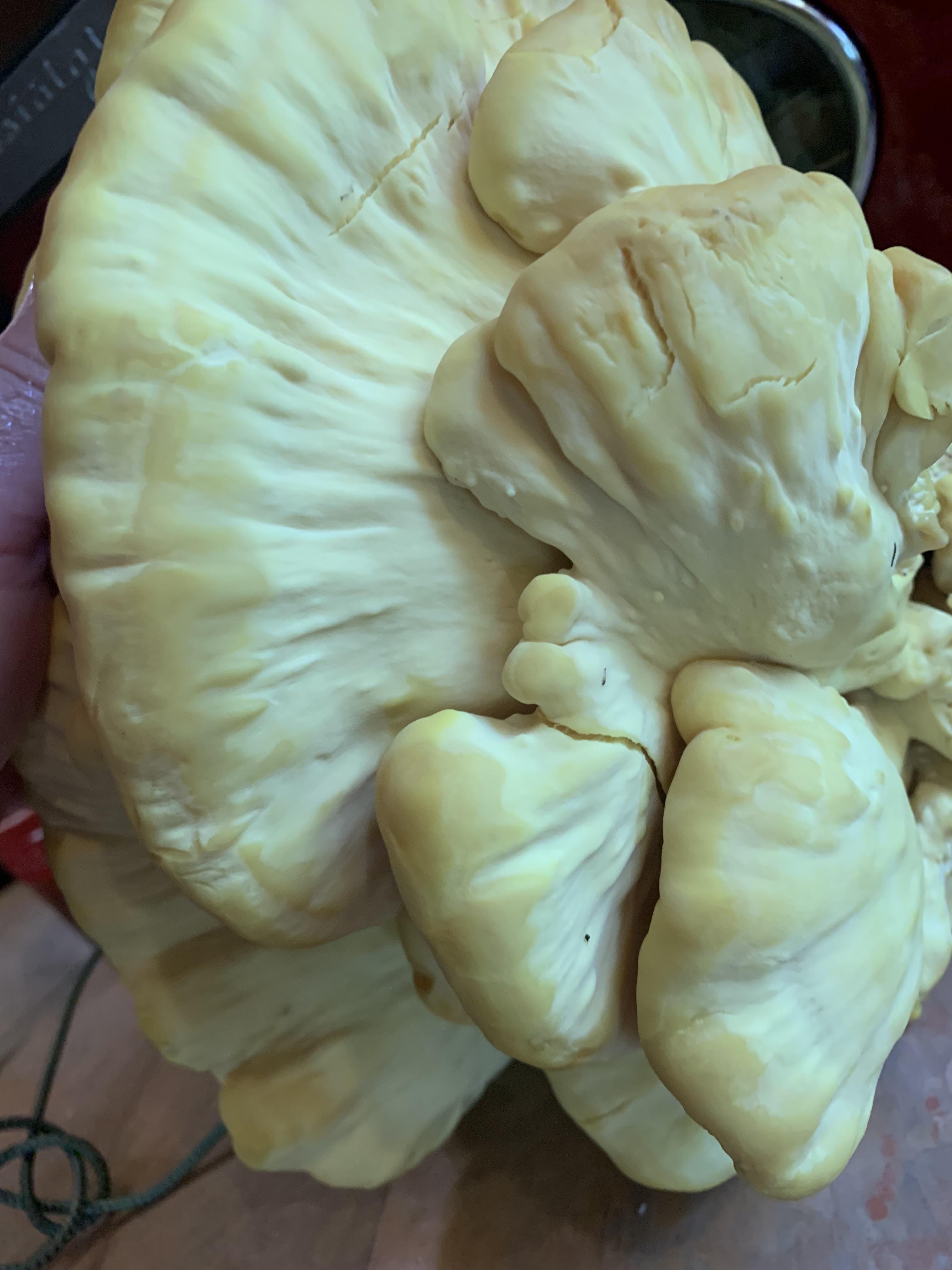 Chicken, 99% sure. | Scrolller