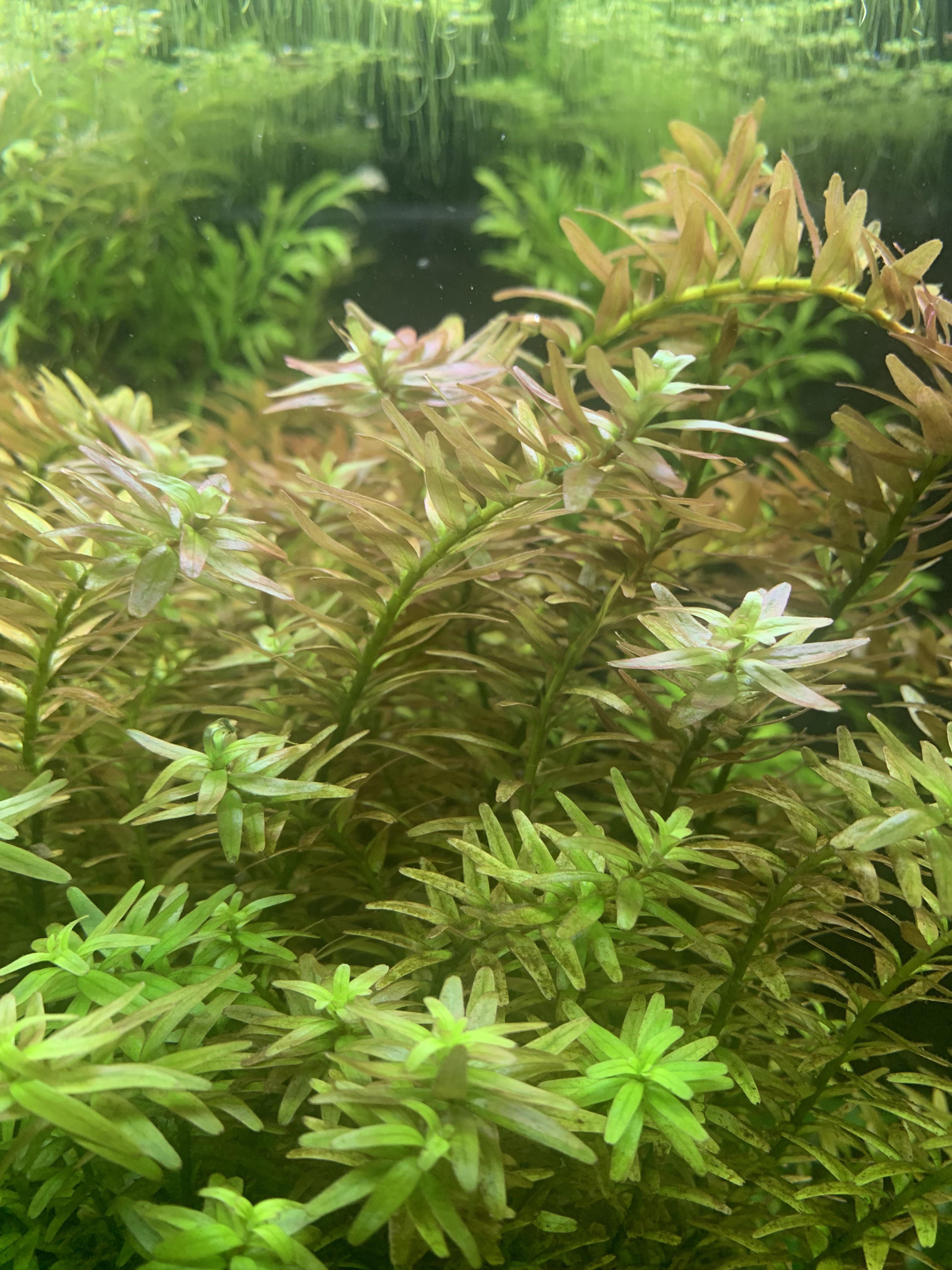 Plant ID :) | Scrolller