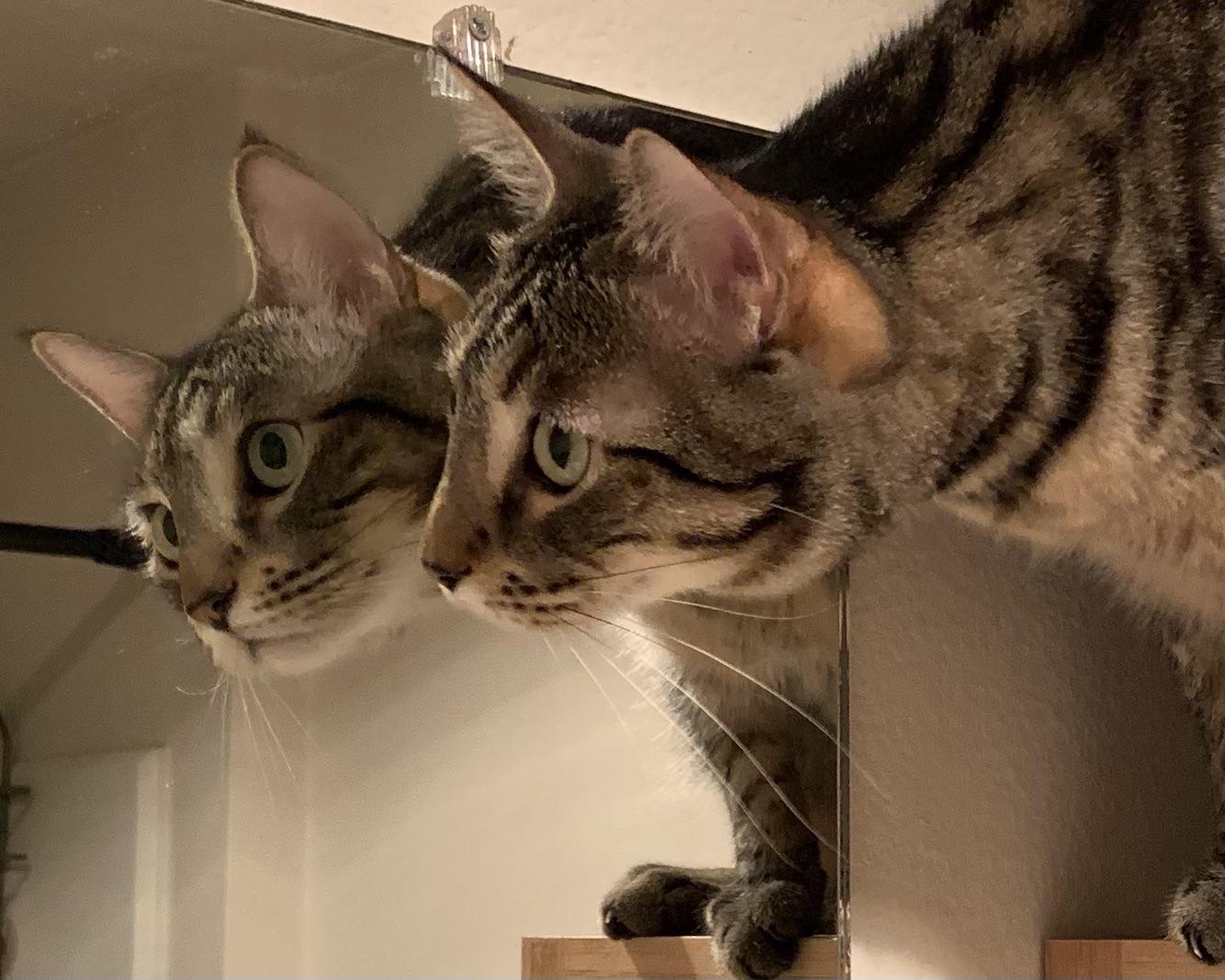 Meet Mr. Biscuit, my anything but ordinary SIC | Scrolller