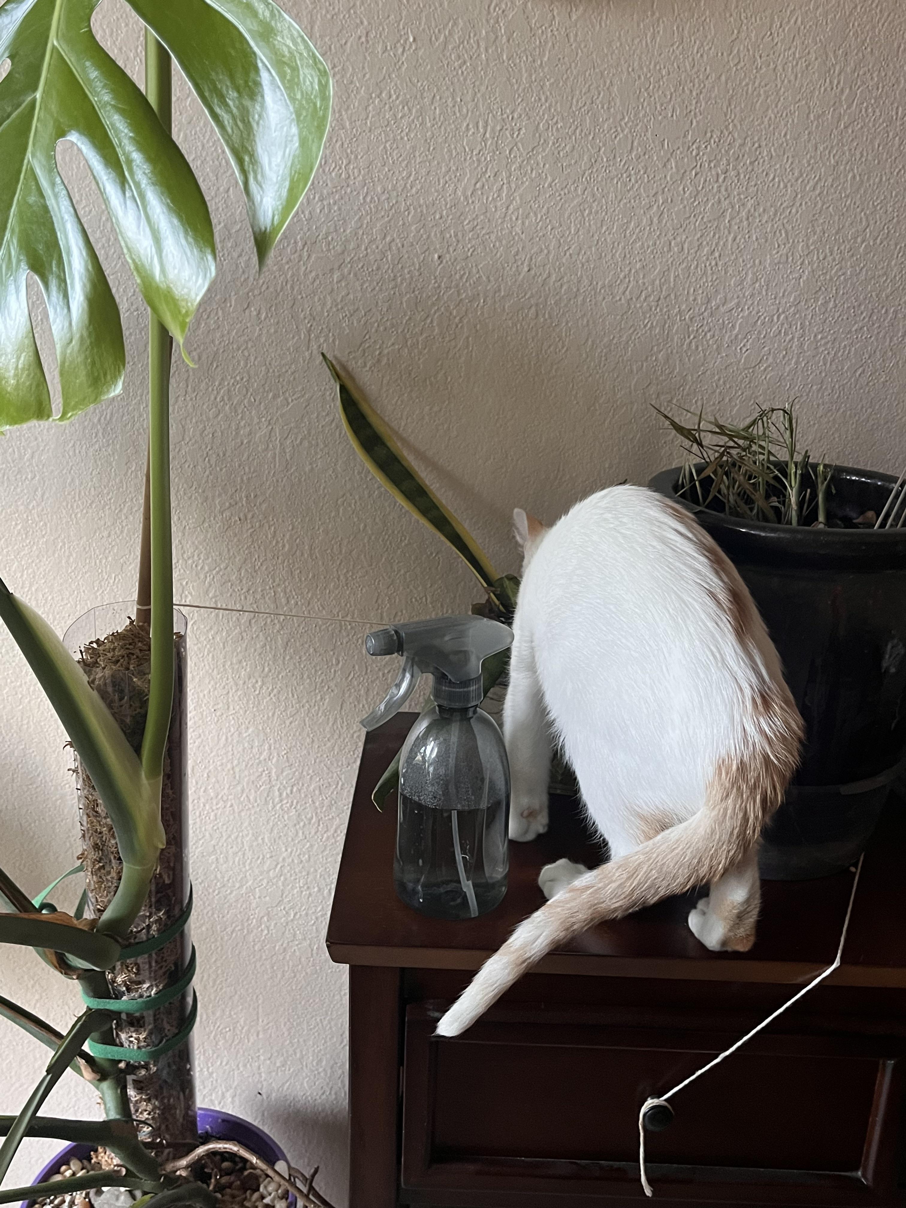 Solutions for a top heavy plant? | Scrolller