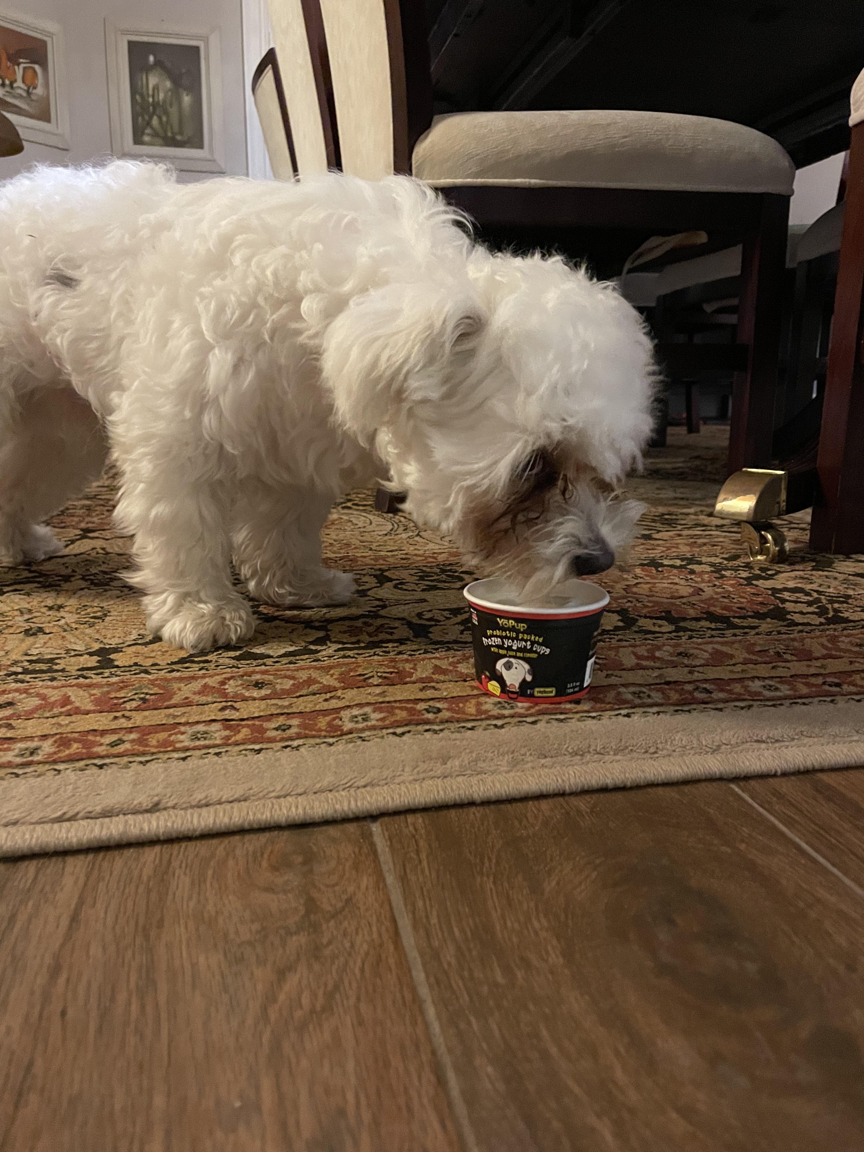 Doggo enjoys doggy ice cream (OC) | Scrolller