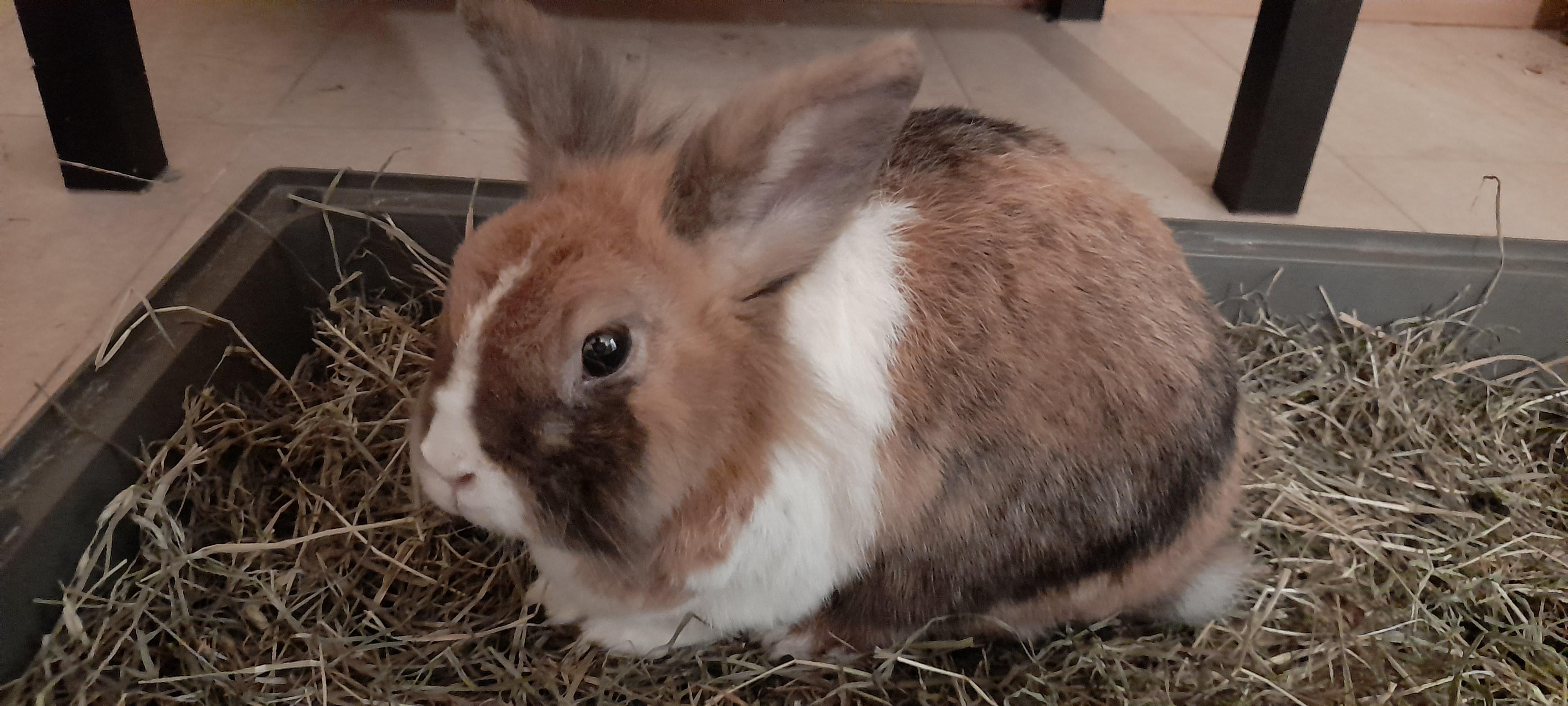 (Just some pics of my uncles beautiful rabbit) | Scrolller