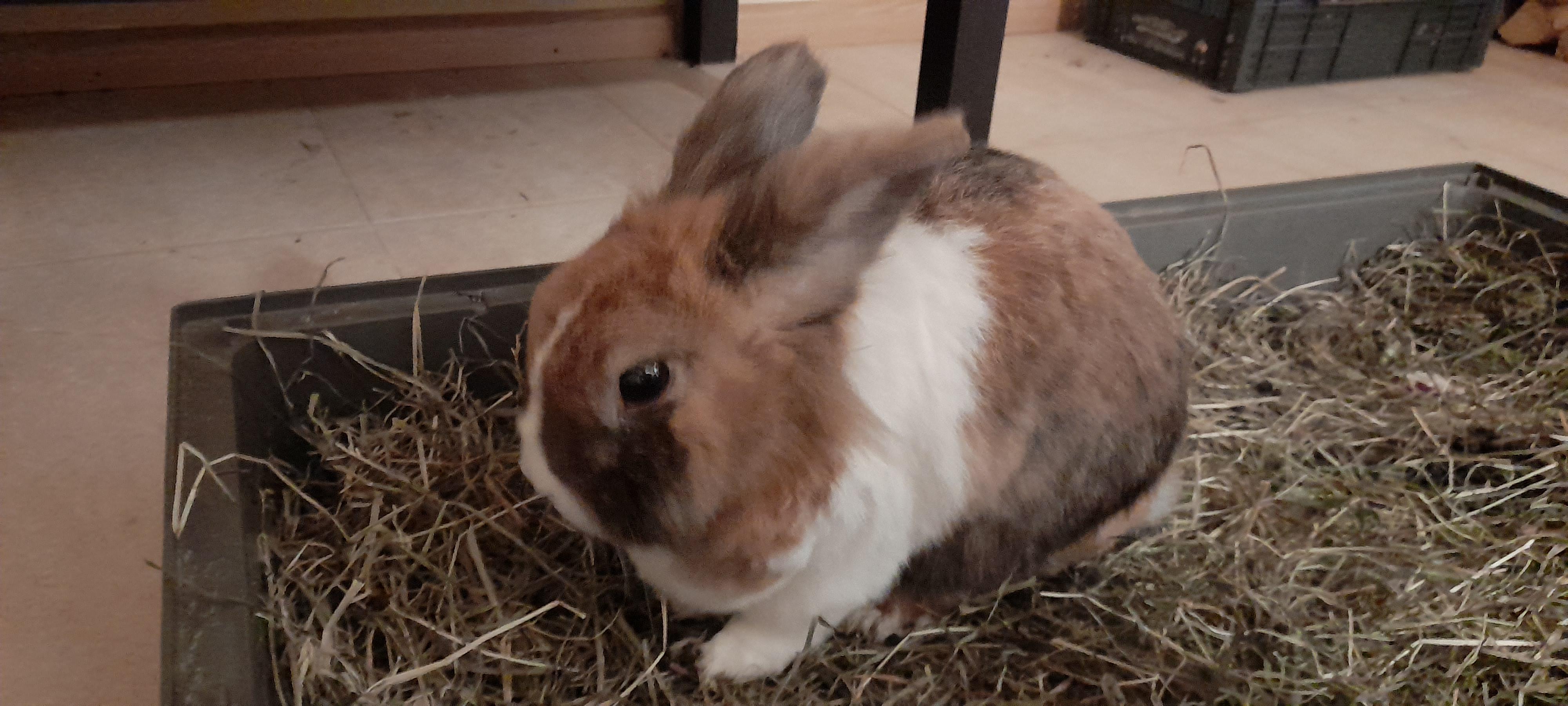 (Just some pics of my uncles beautiful rabbit) | Scrolller