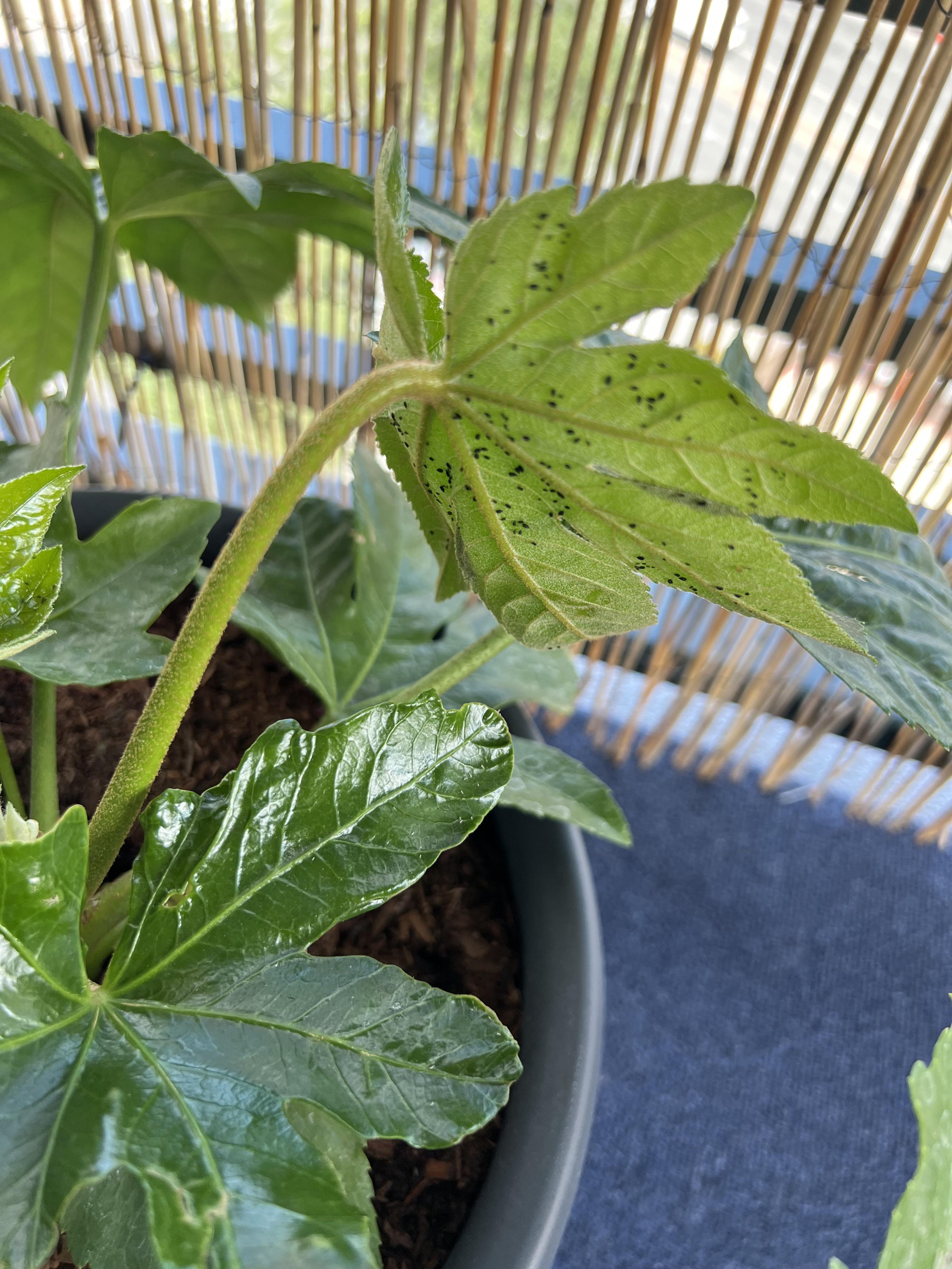 What are these tiny bugs on my new plant? | Scrolller