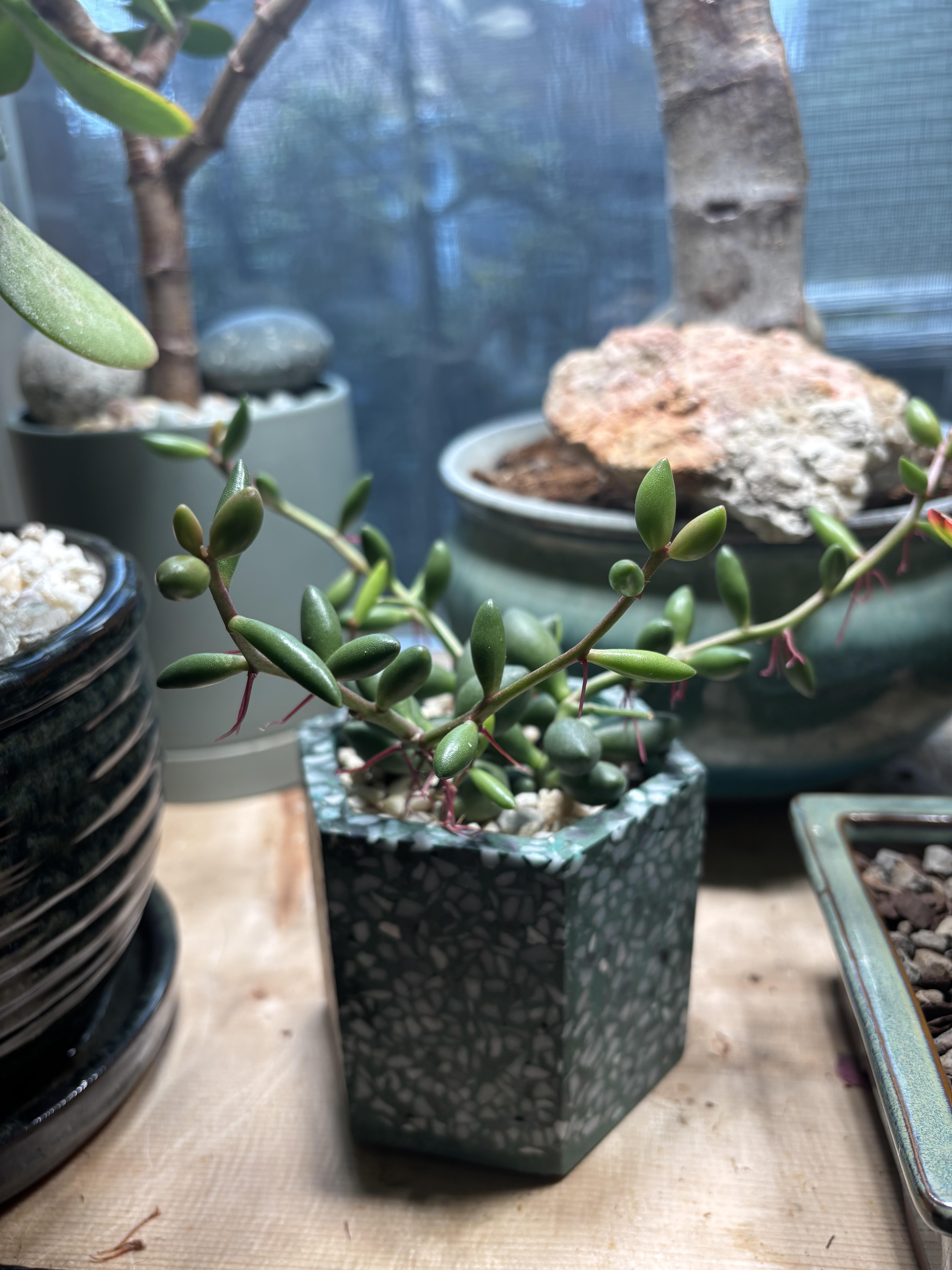 Aerial Roots | Scrolller