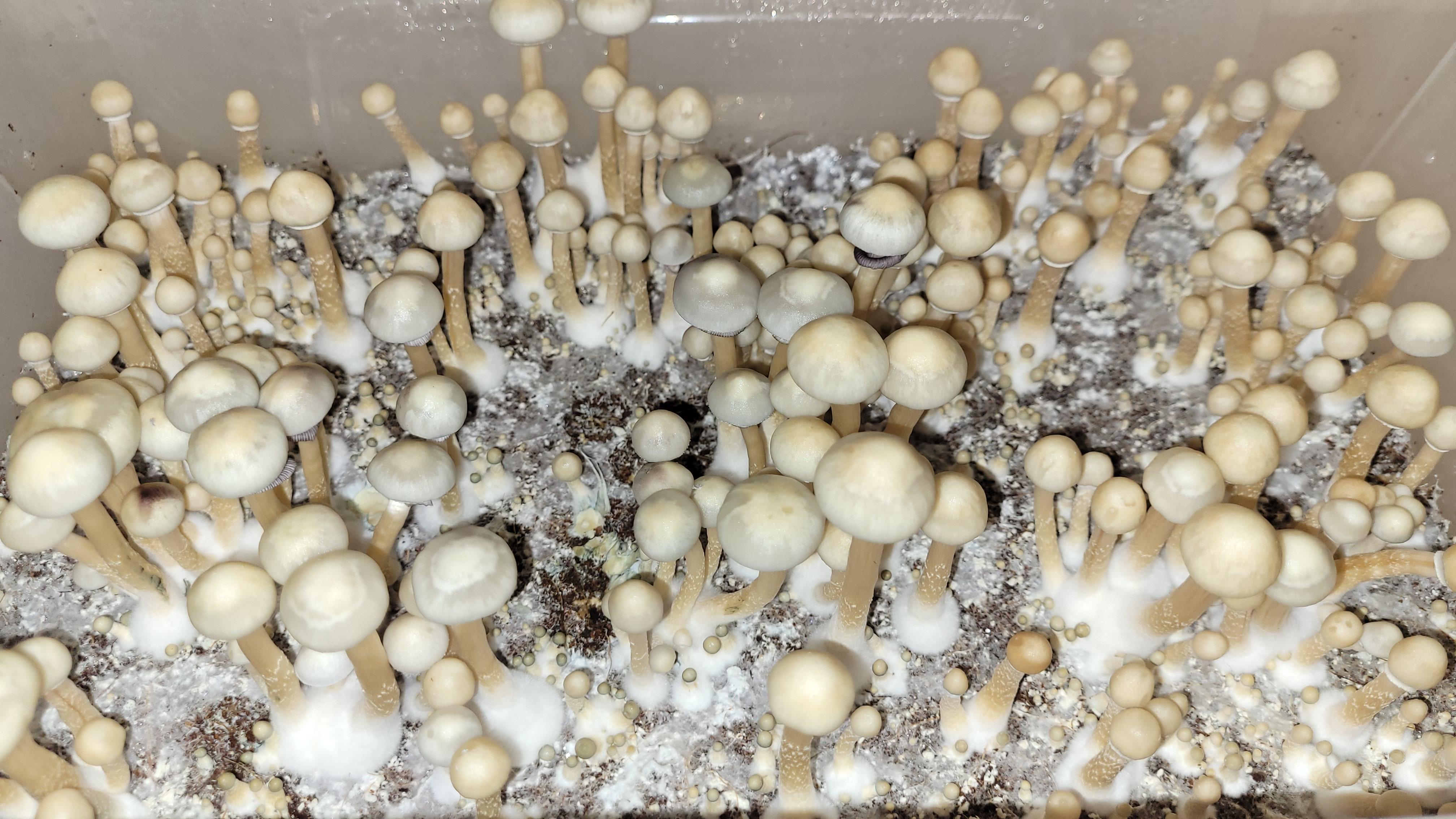 First grow | Scrolller