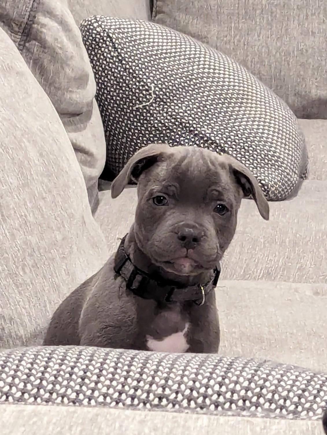 Meet Carl | Scrolller