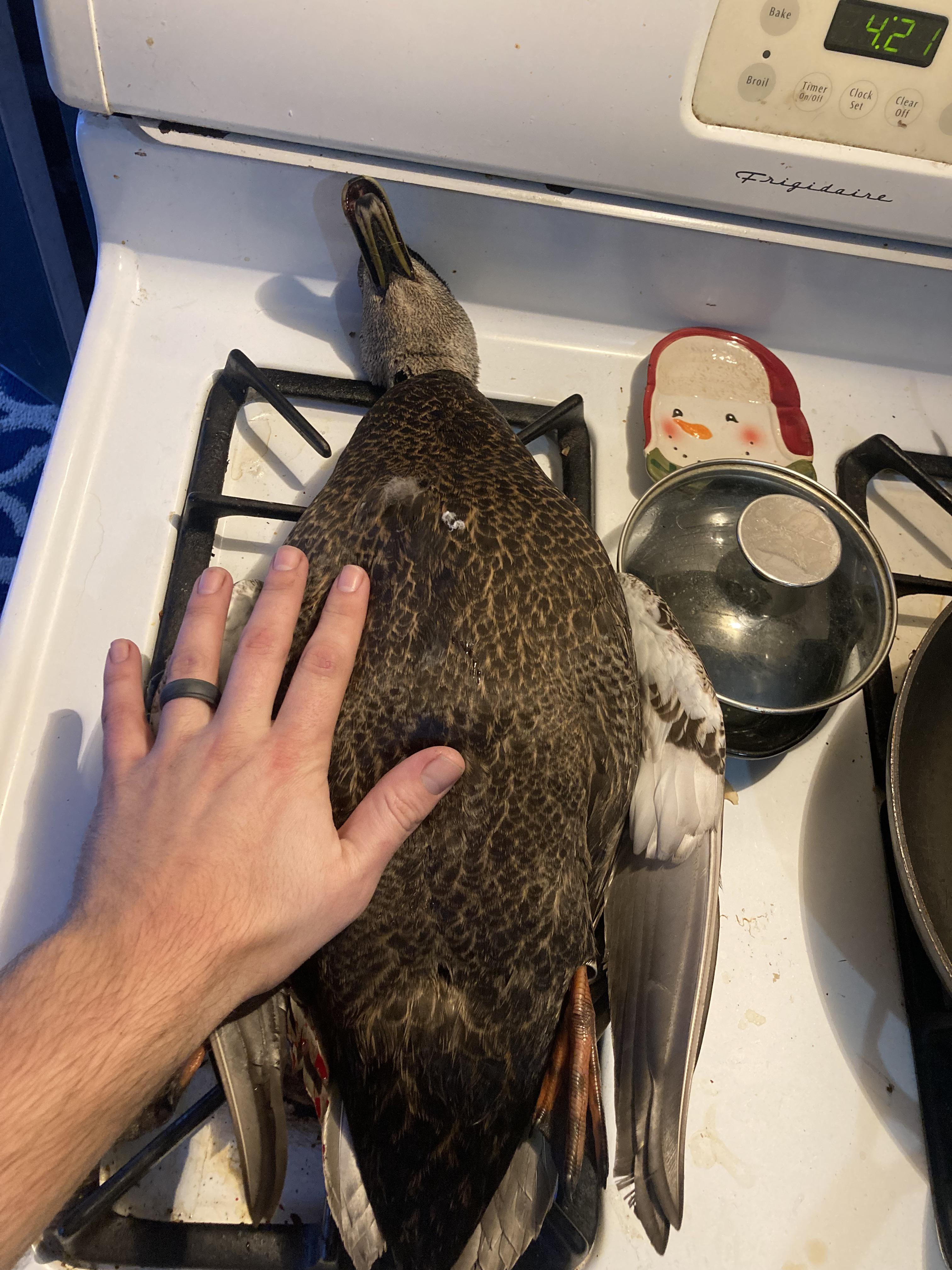 First banded bird. American Black Duck | Scrolller