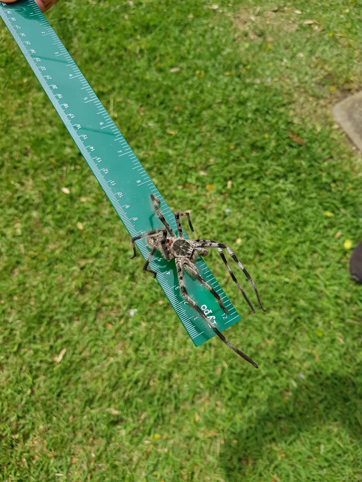 Anyone else not afraid of spiders? | Scrolller