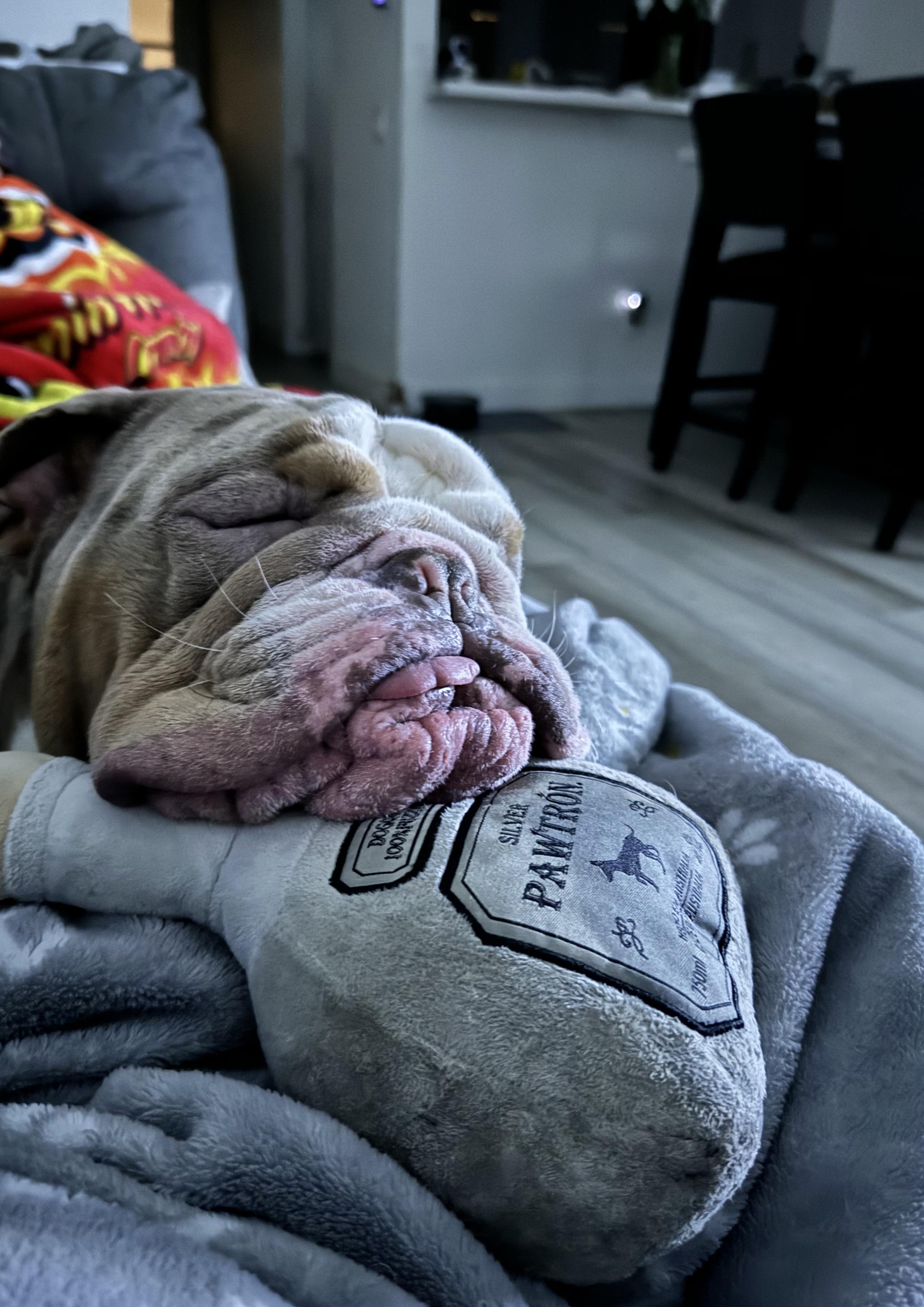 Bruno turns 2 today | Scrolller