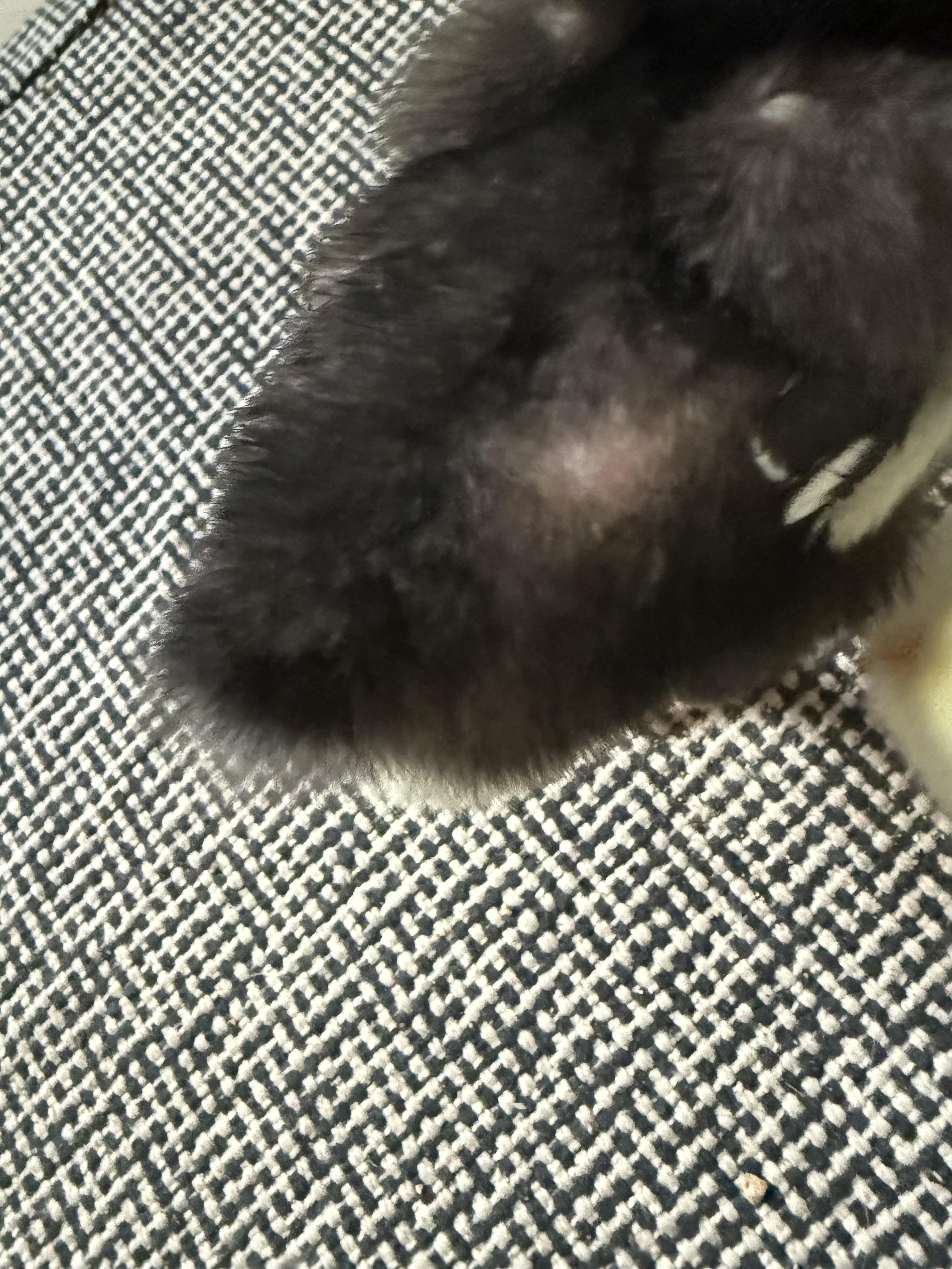 Why does this one have two bald spots? | Scrolller