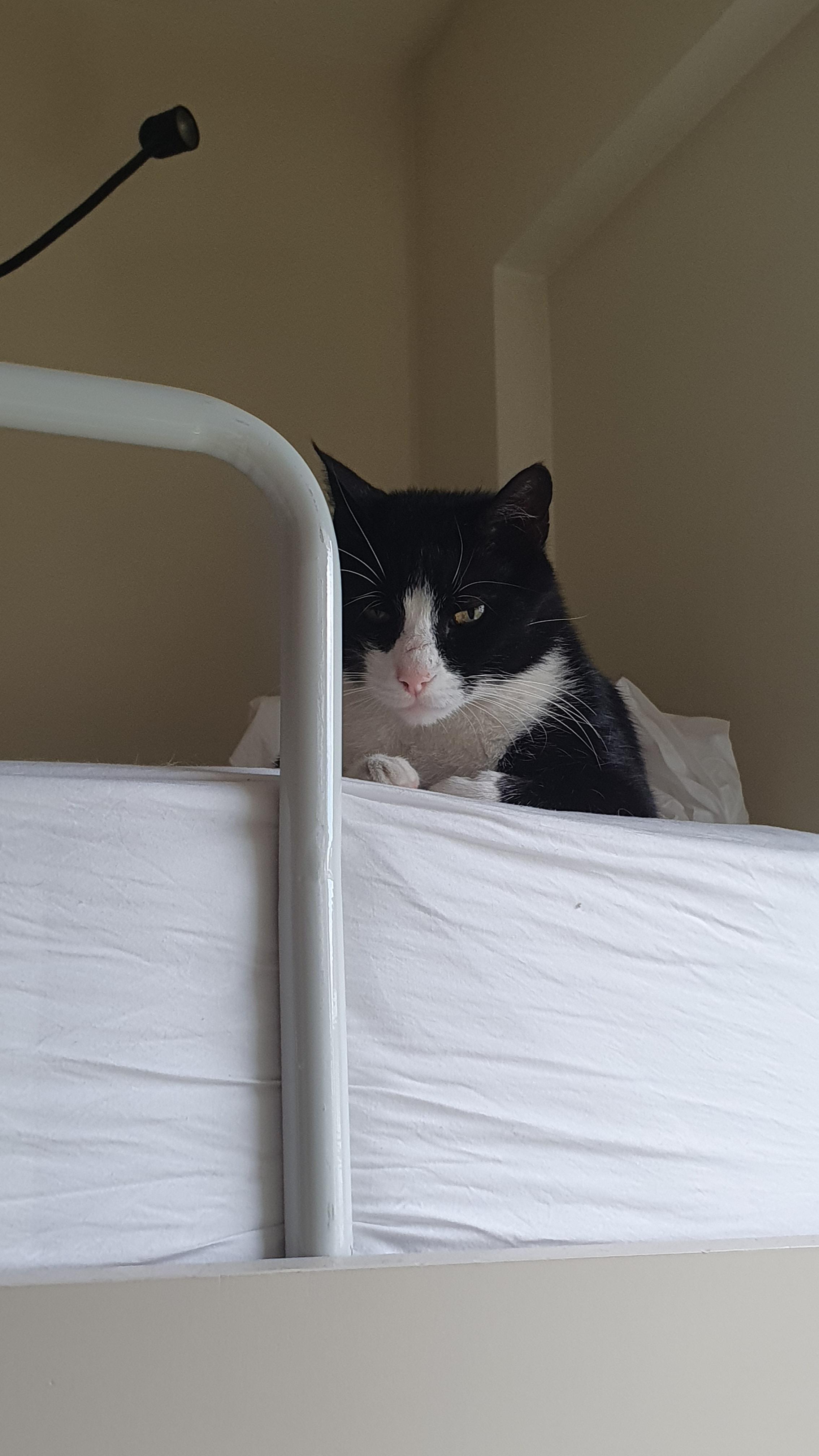 My dorm room was known as the cat sanctuary and here are a few of my visitors | Scrolller