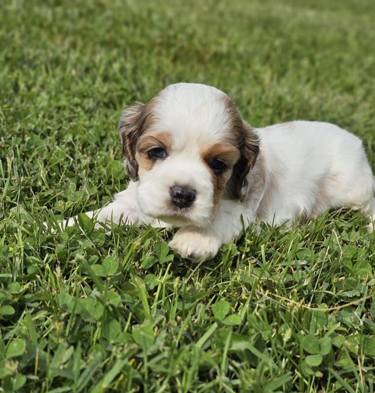 My new pup | Scrolller