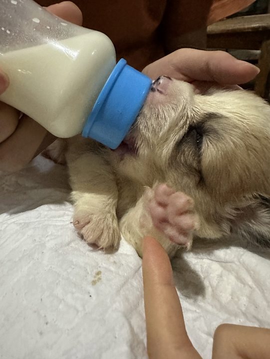 My baby has her babies | Scrolller