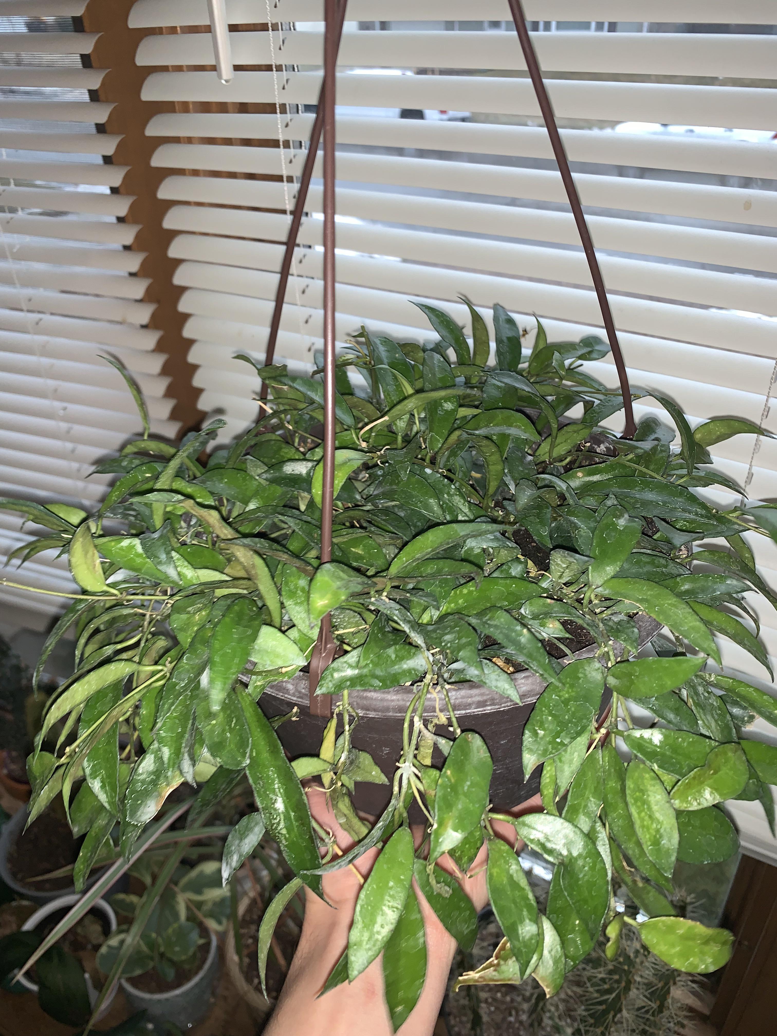 Hoya ID? | Scrolller