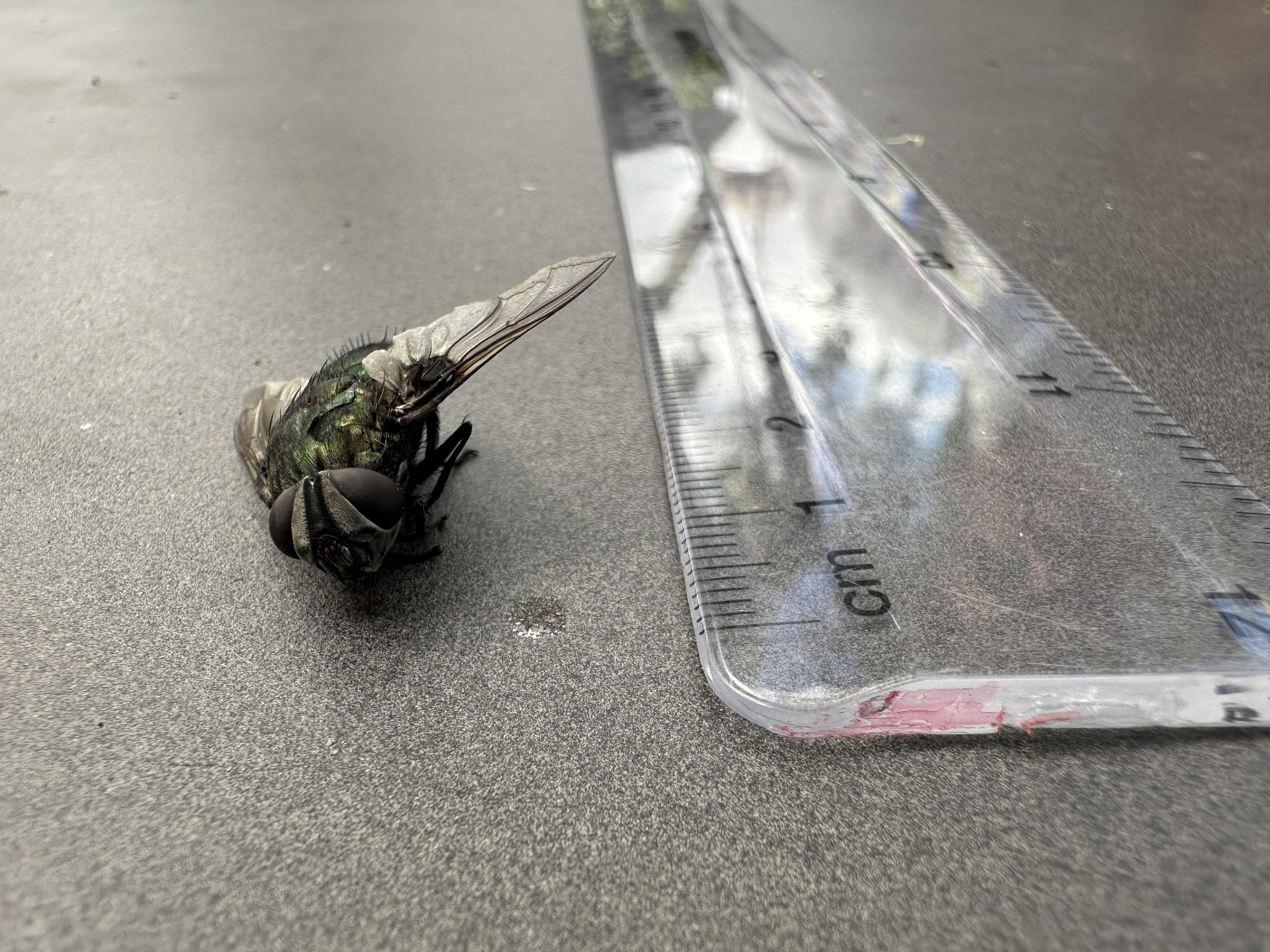 Australian flies are next level | Scrolller