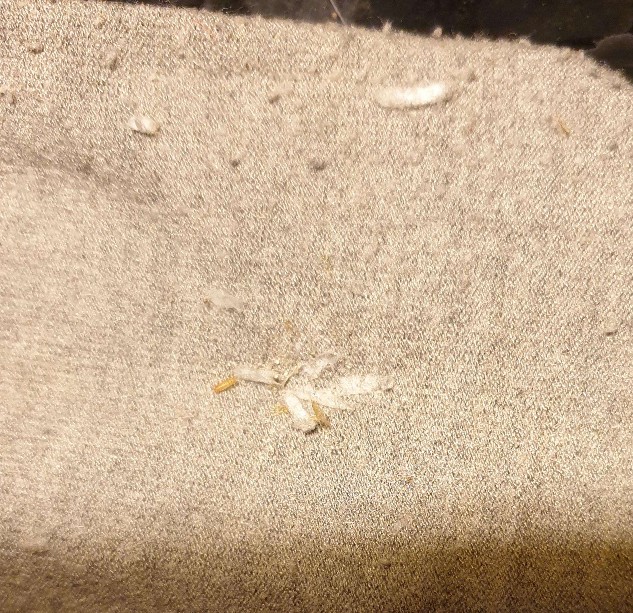 Clothes moths | Scrolller