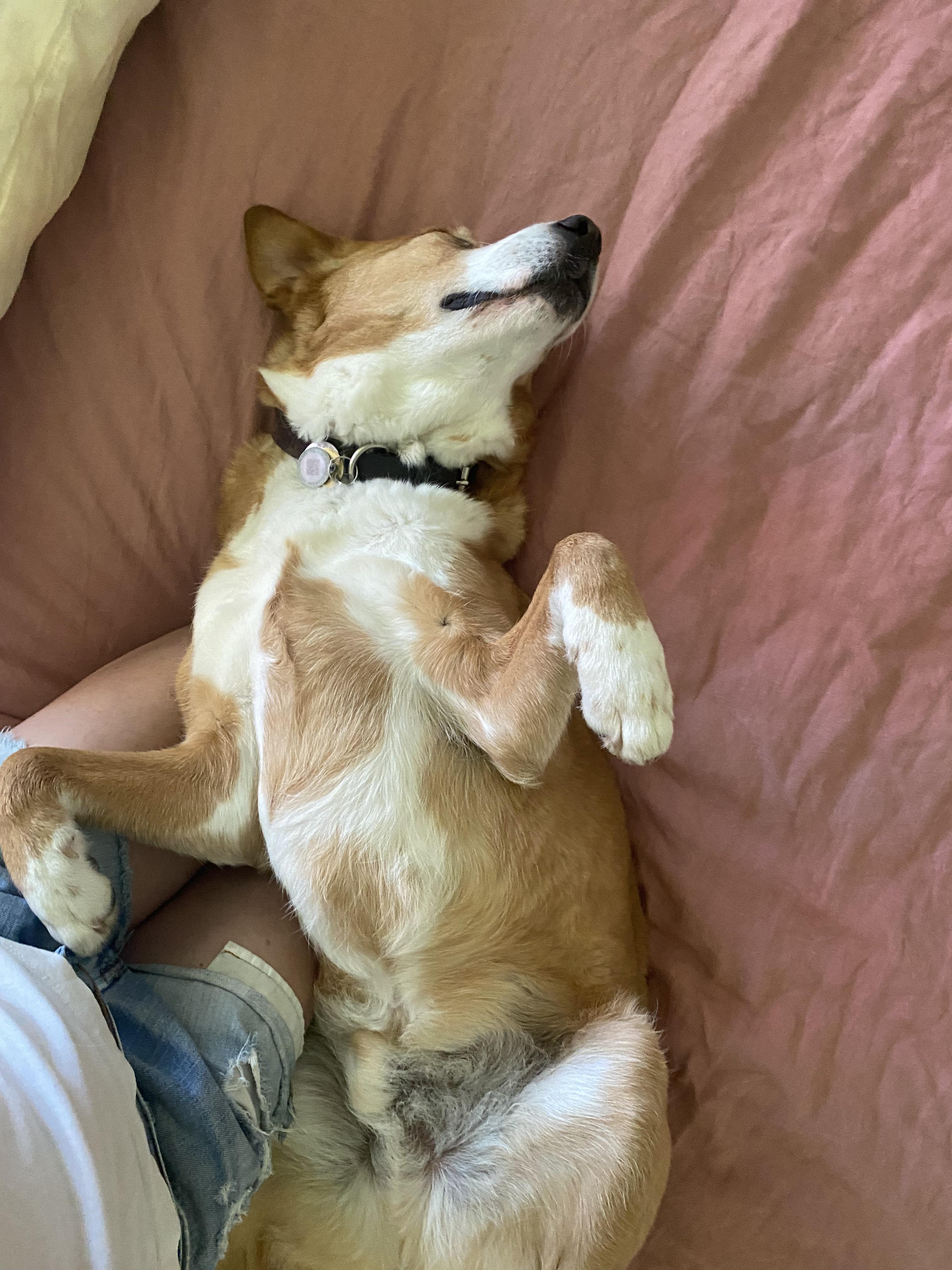 He’s being a little dramatic today | Scrolller