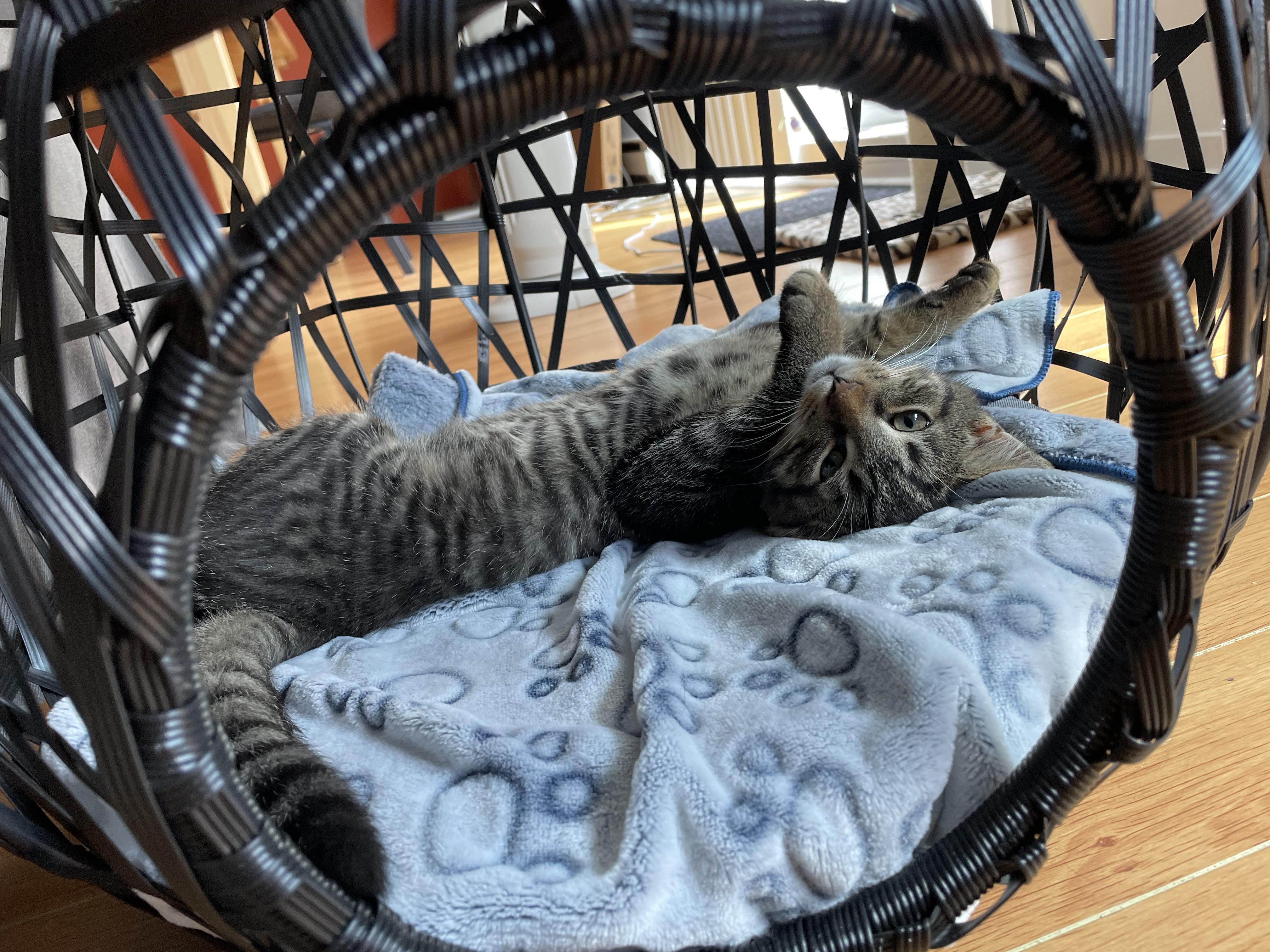 Discover more like Aww: [OC] Leo (Leopold) is a shy little guy. and ...