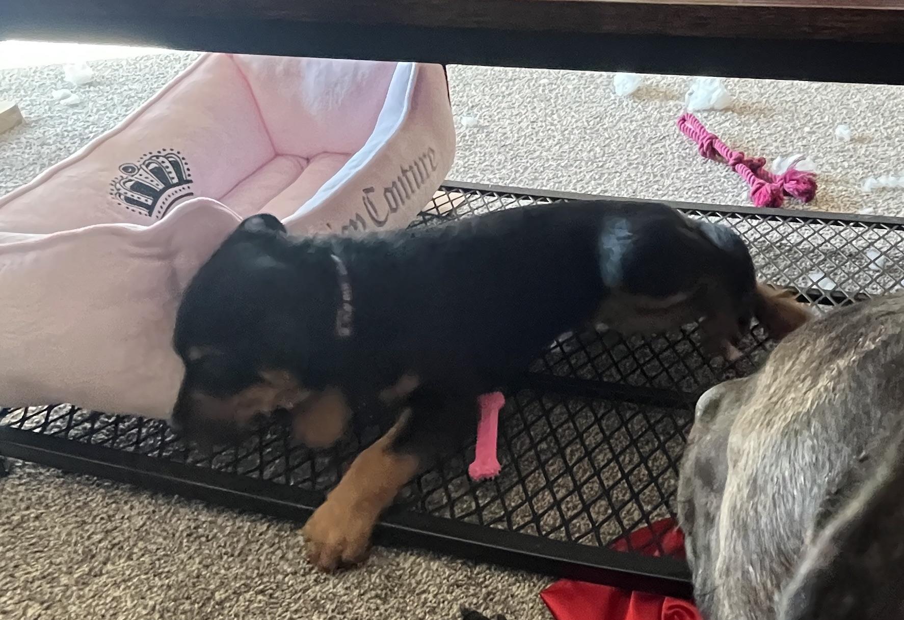 New family member!! | Scrolller