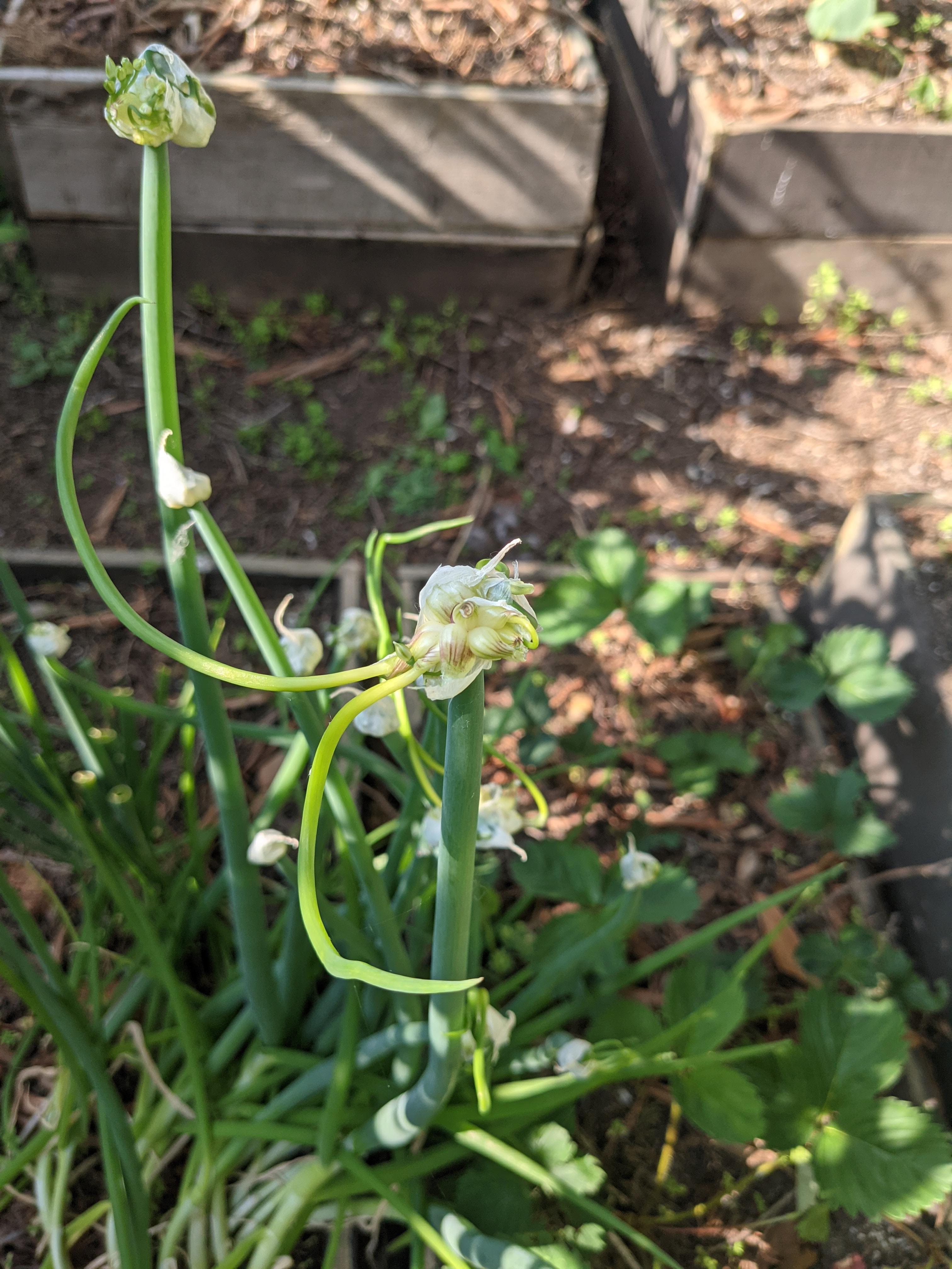 Egyptian Walking Onions | Scrolller