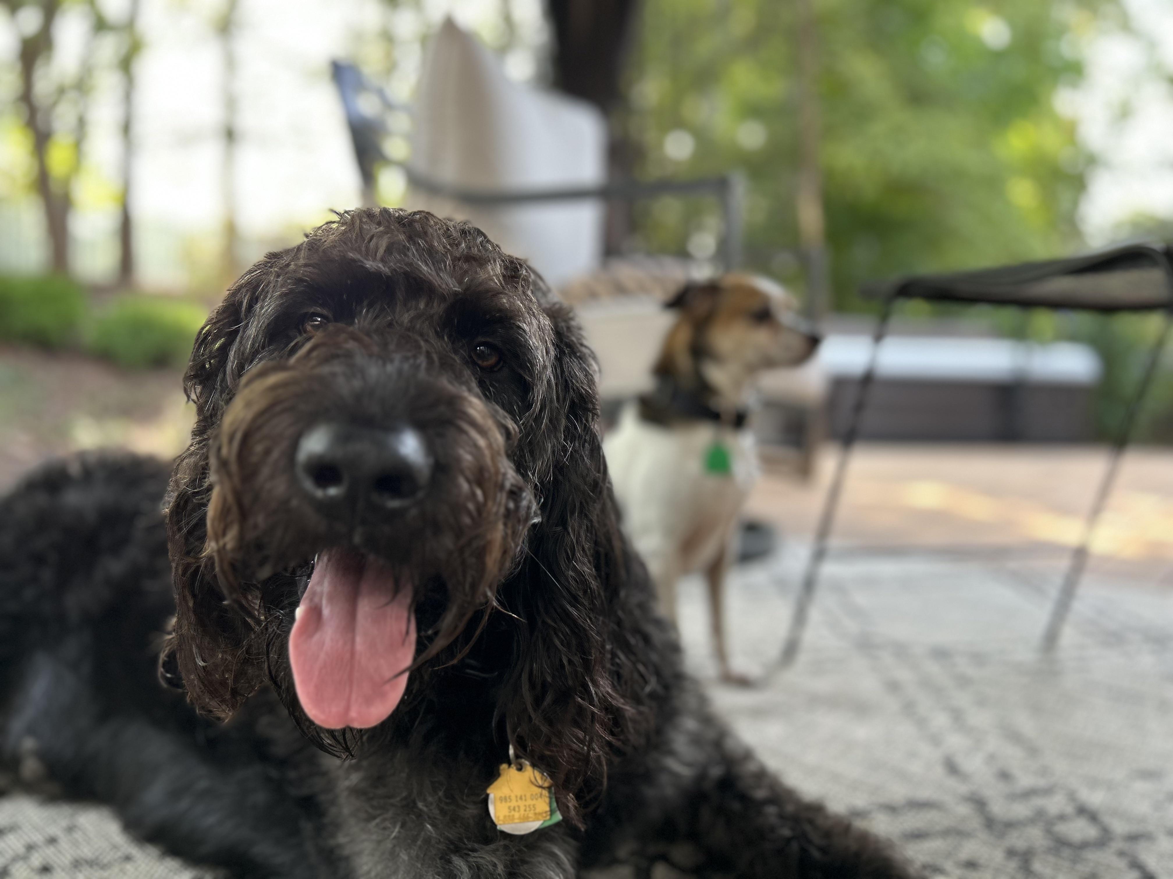 My floof, Bear | Scrolller