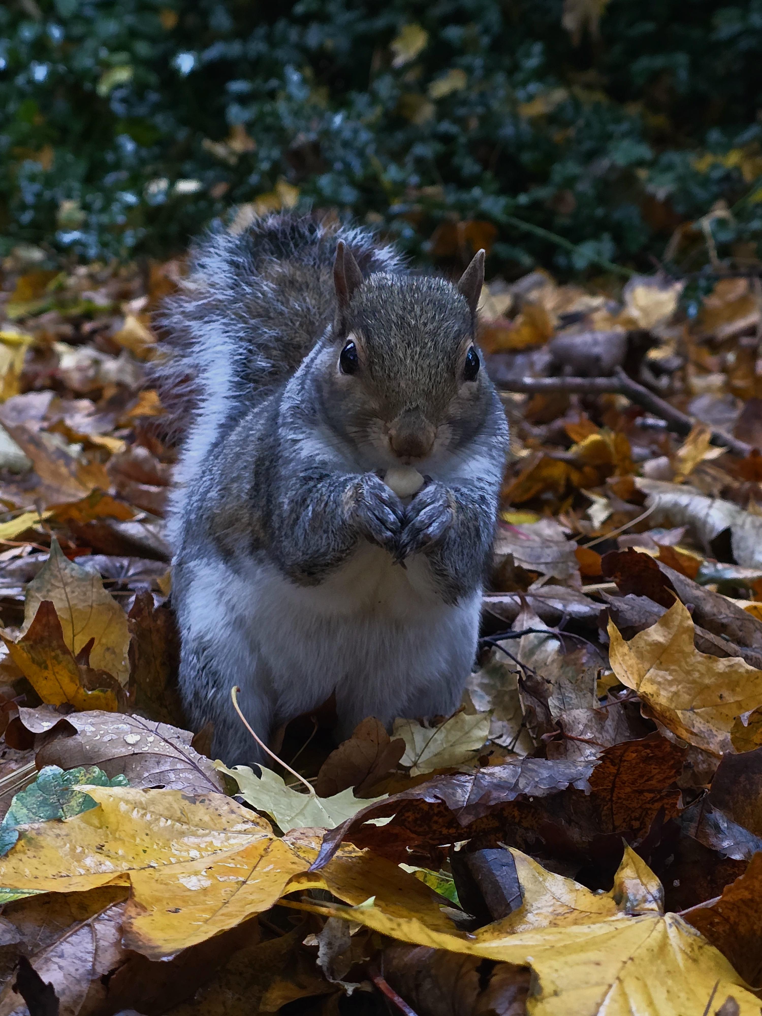 More squirrels ^_^ | Scrolller