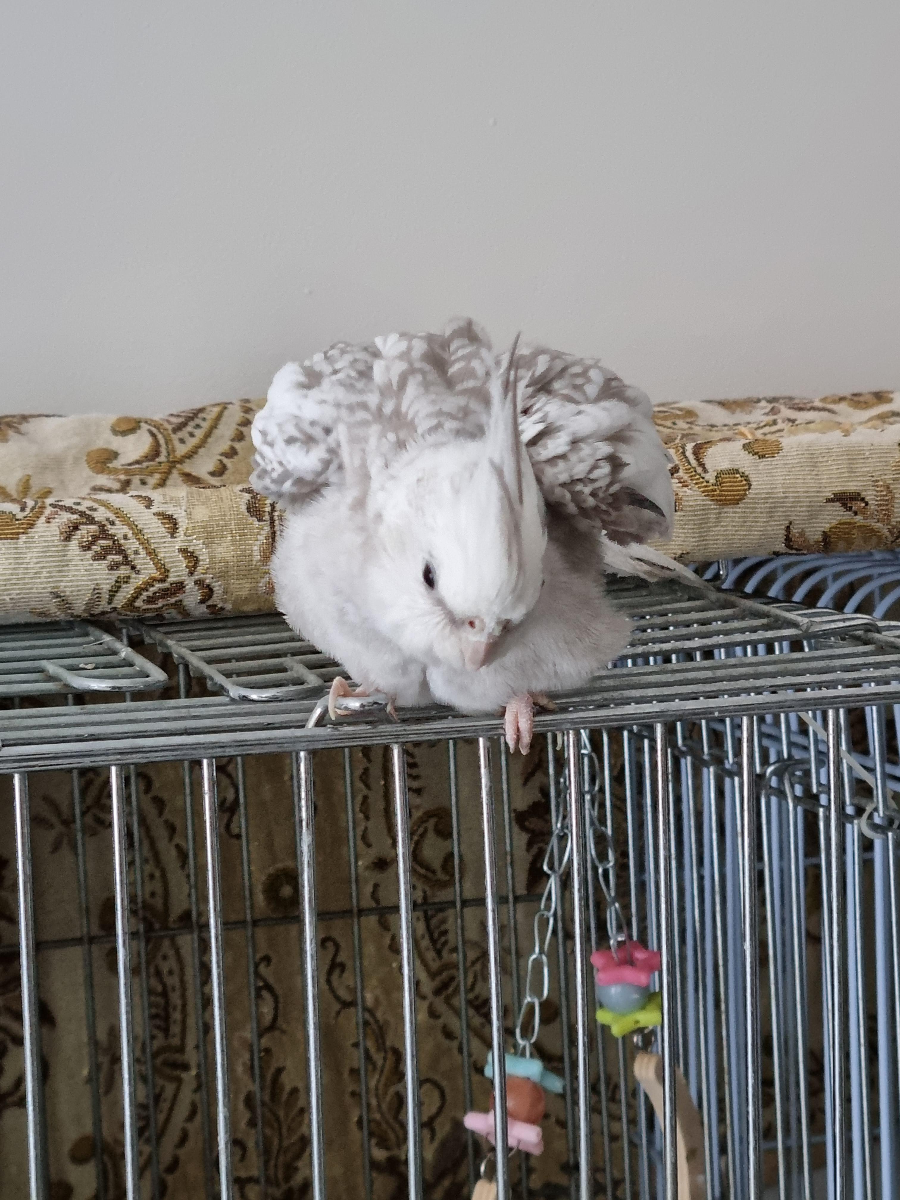 Caught her mid-floof | Scrolller