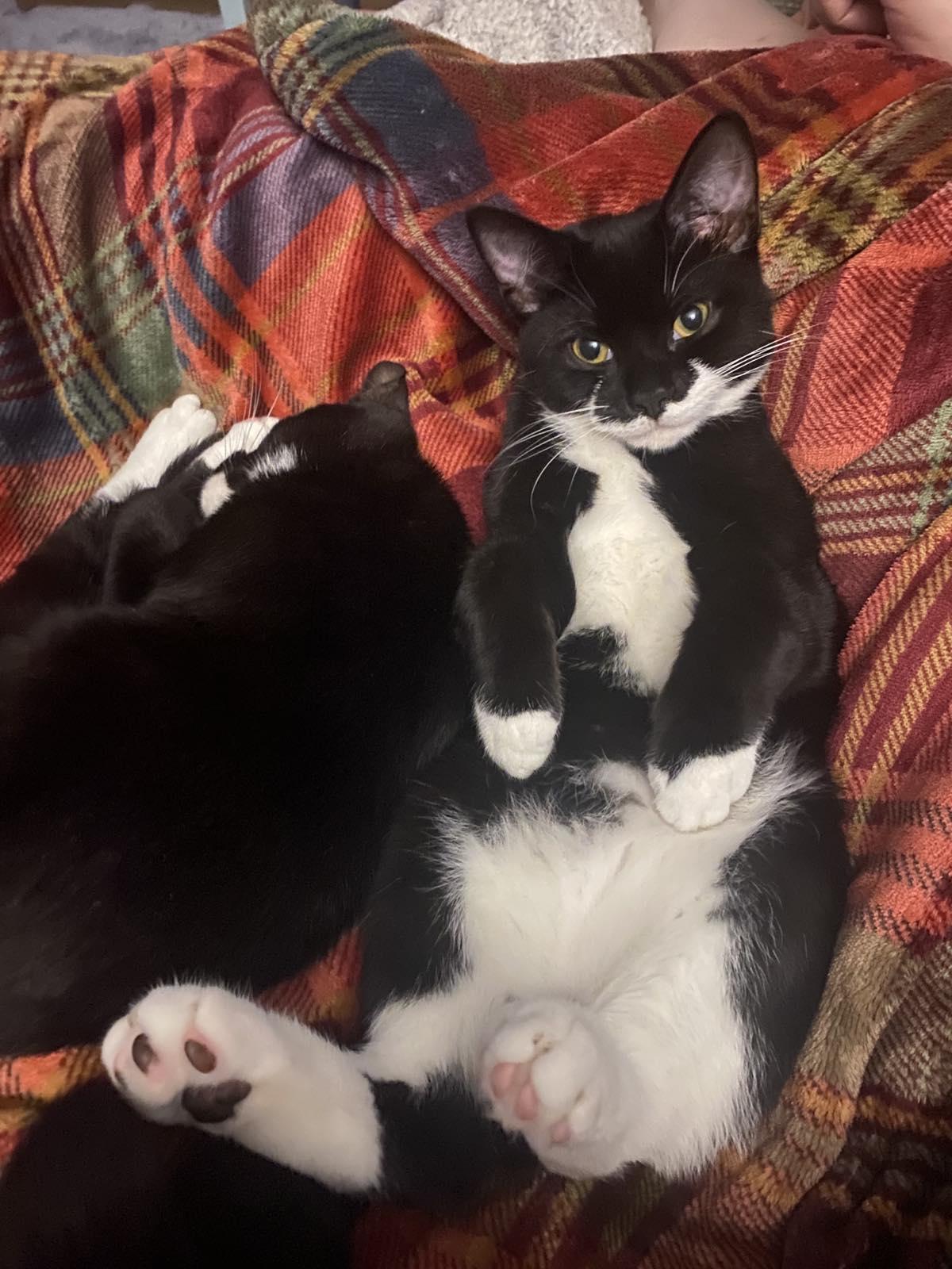 Jasper and Evie | Scrolller