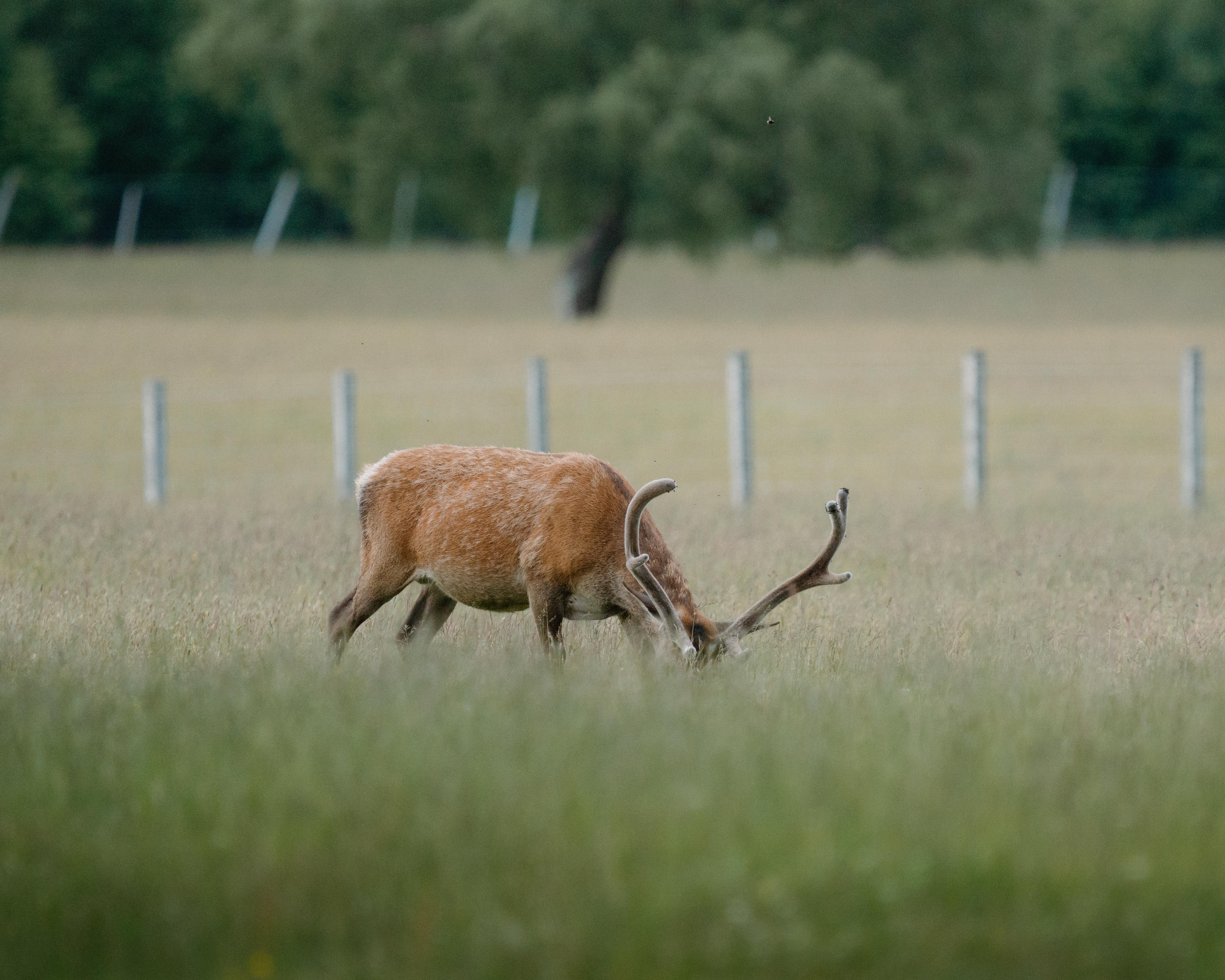Wildlife in Braemar, Scotland | Scrolller
