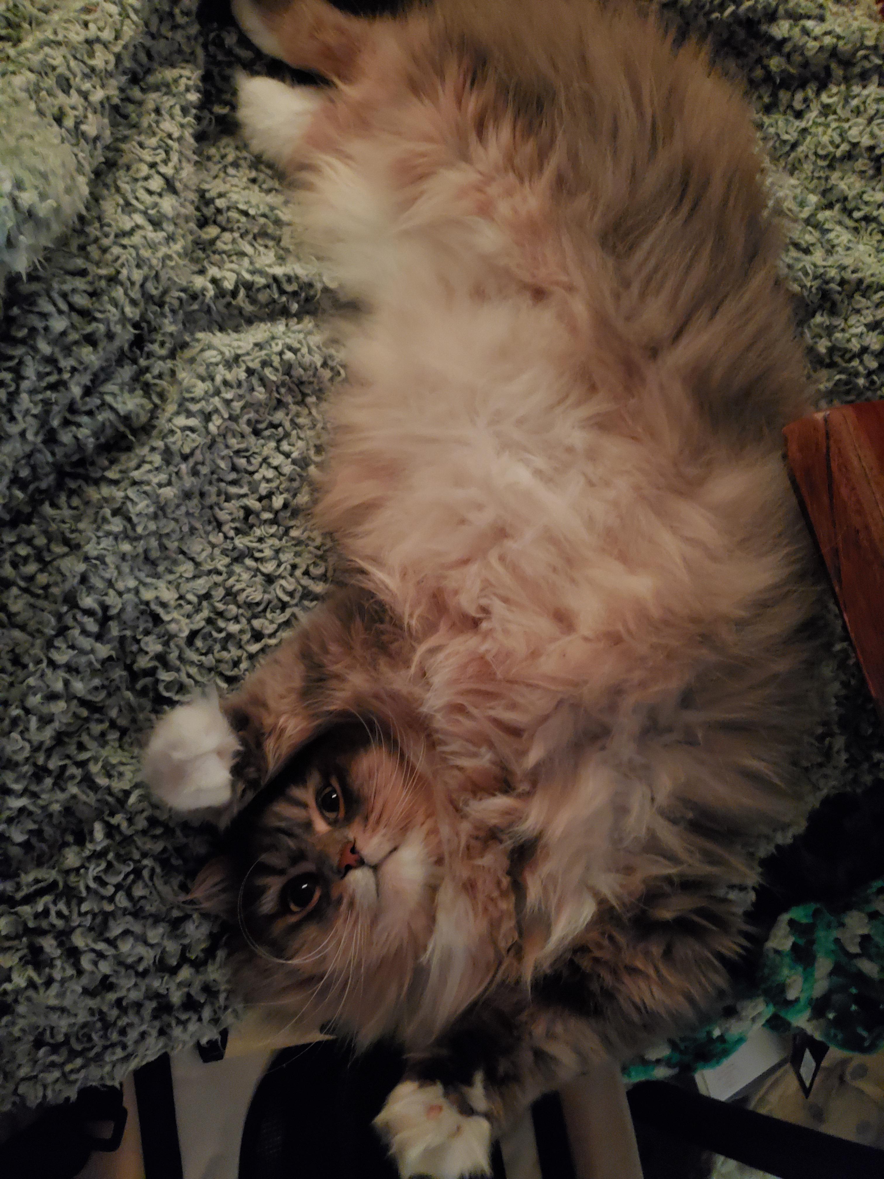 HRF Sven loves showing off his belly fluff | Scrolller