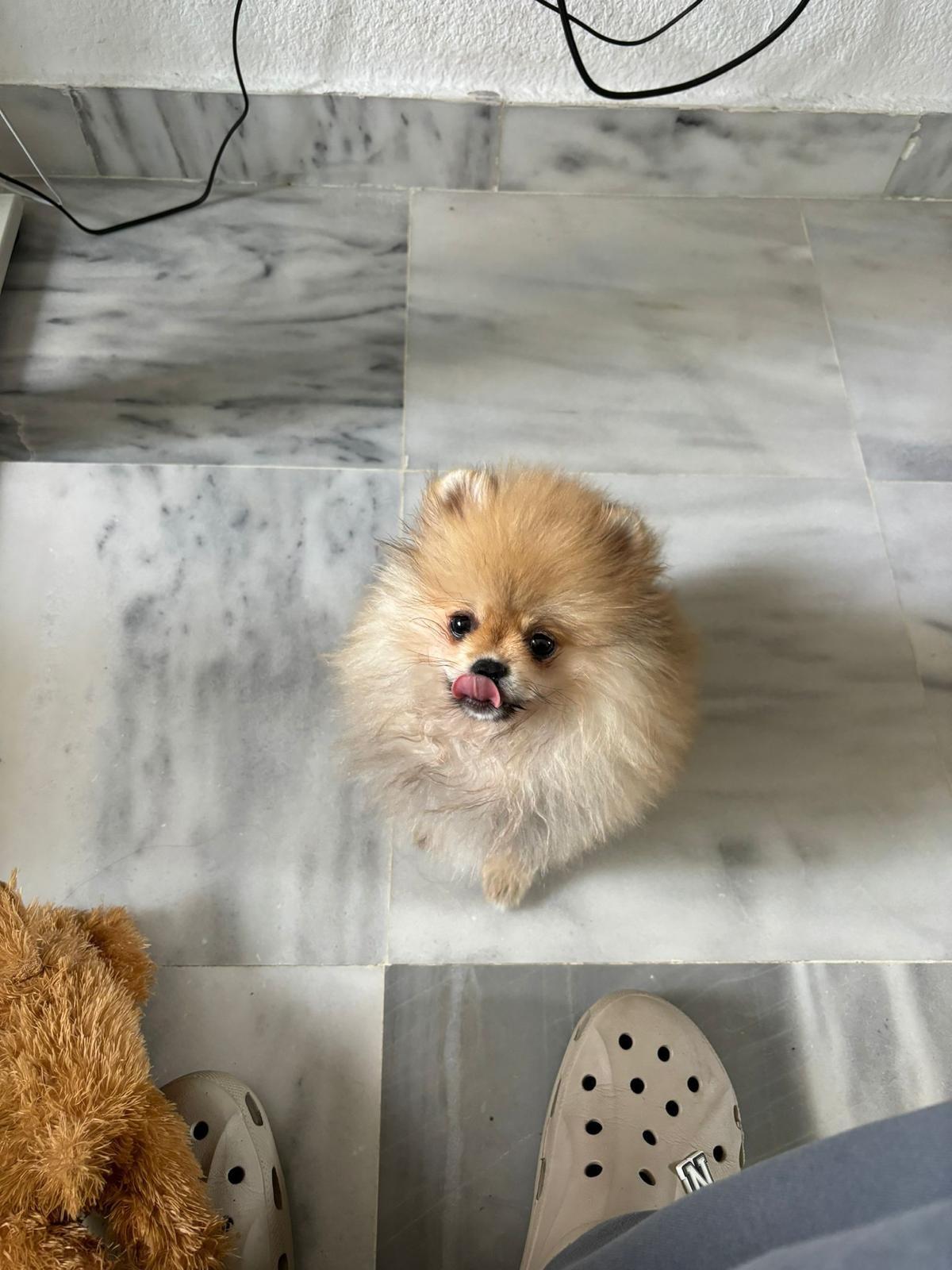 Our new (and first) pup, Poppy 🐶 | Scrolller