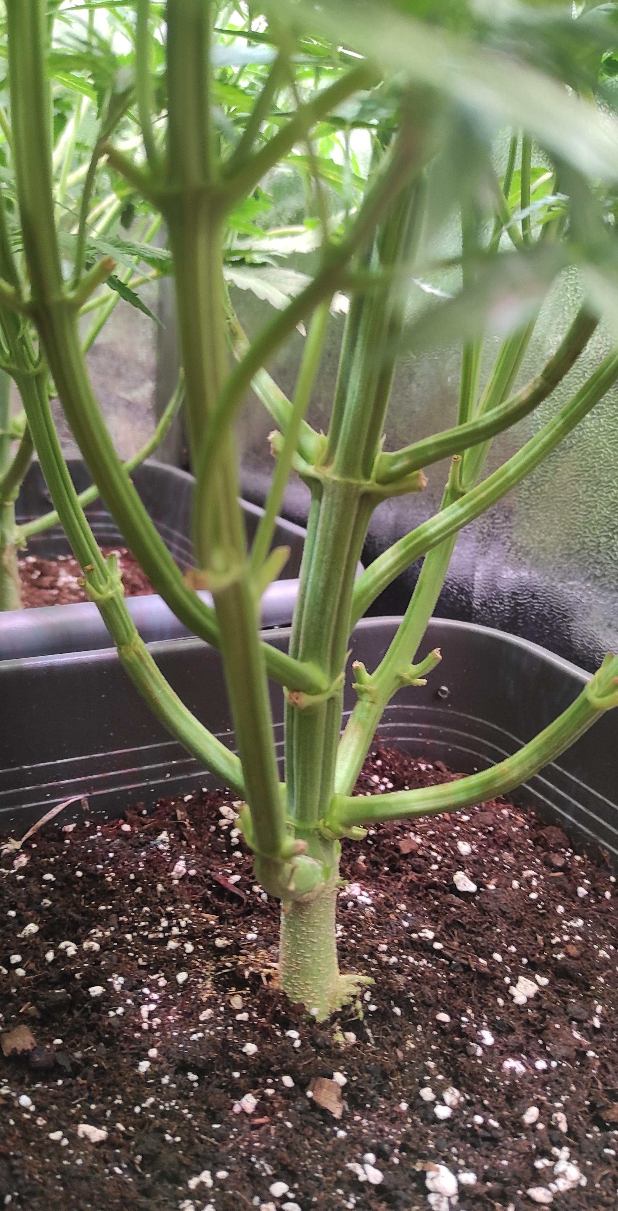 Third Grow | Scrolller